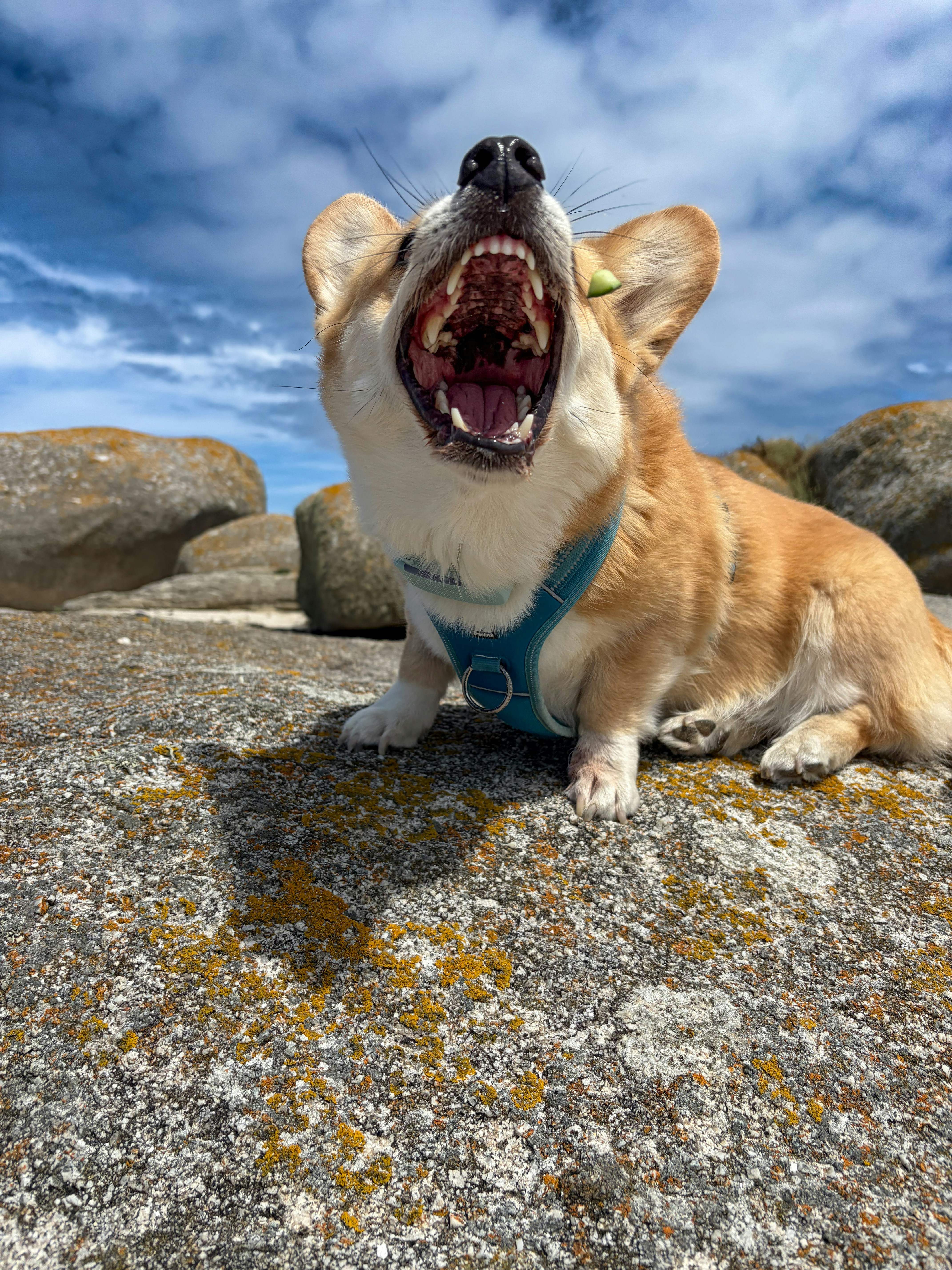 Ashore and Aware: The Corgi's Roar from the Rocky Crest