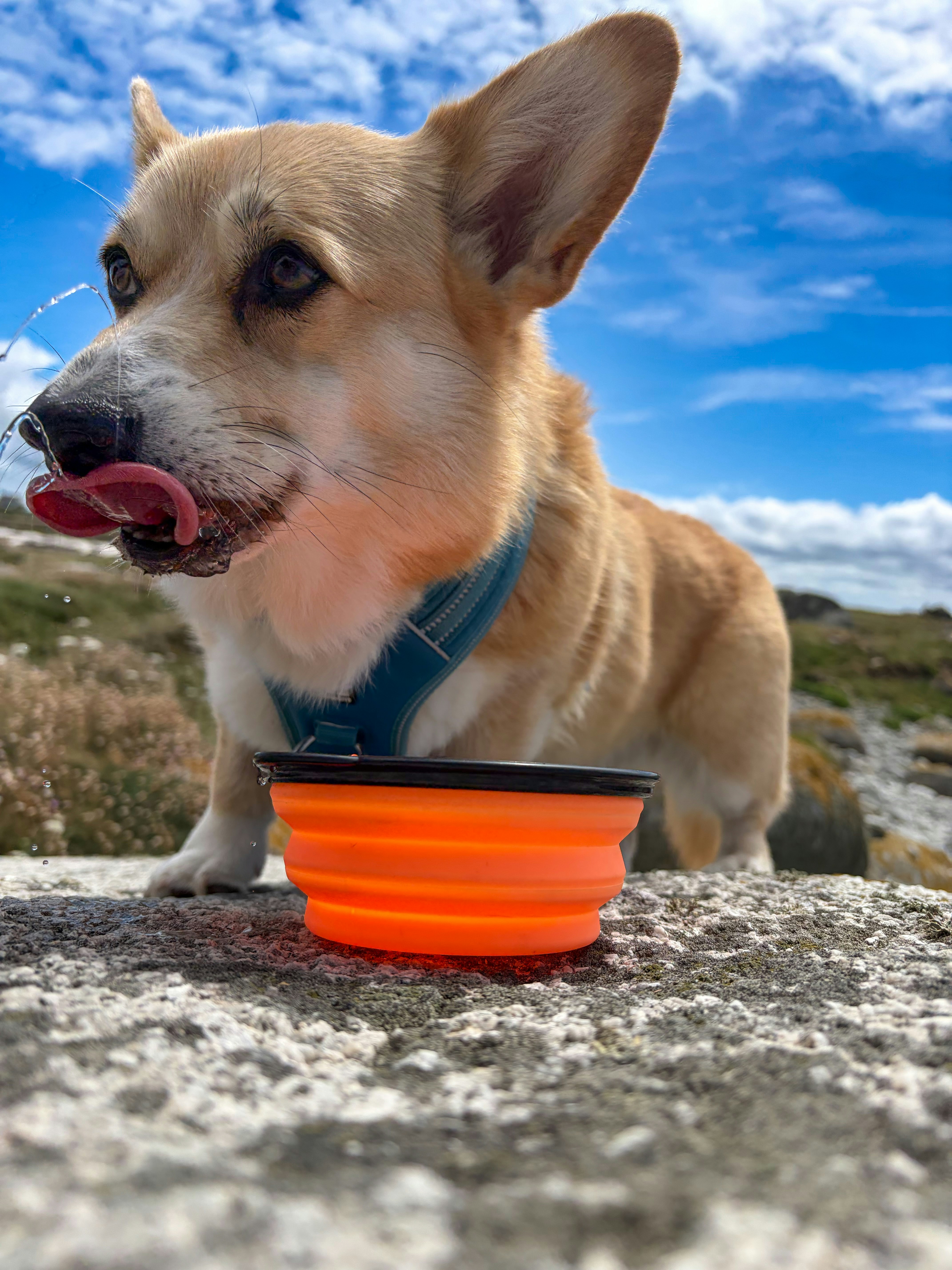 Tongue-lapped in sunshine: a corgi exploring a coastal splash
