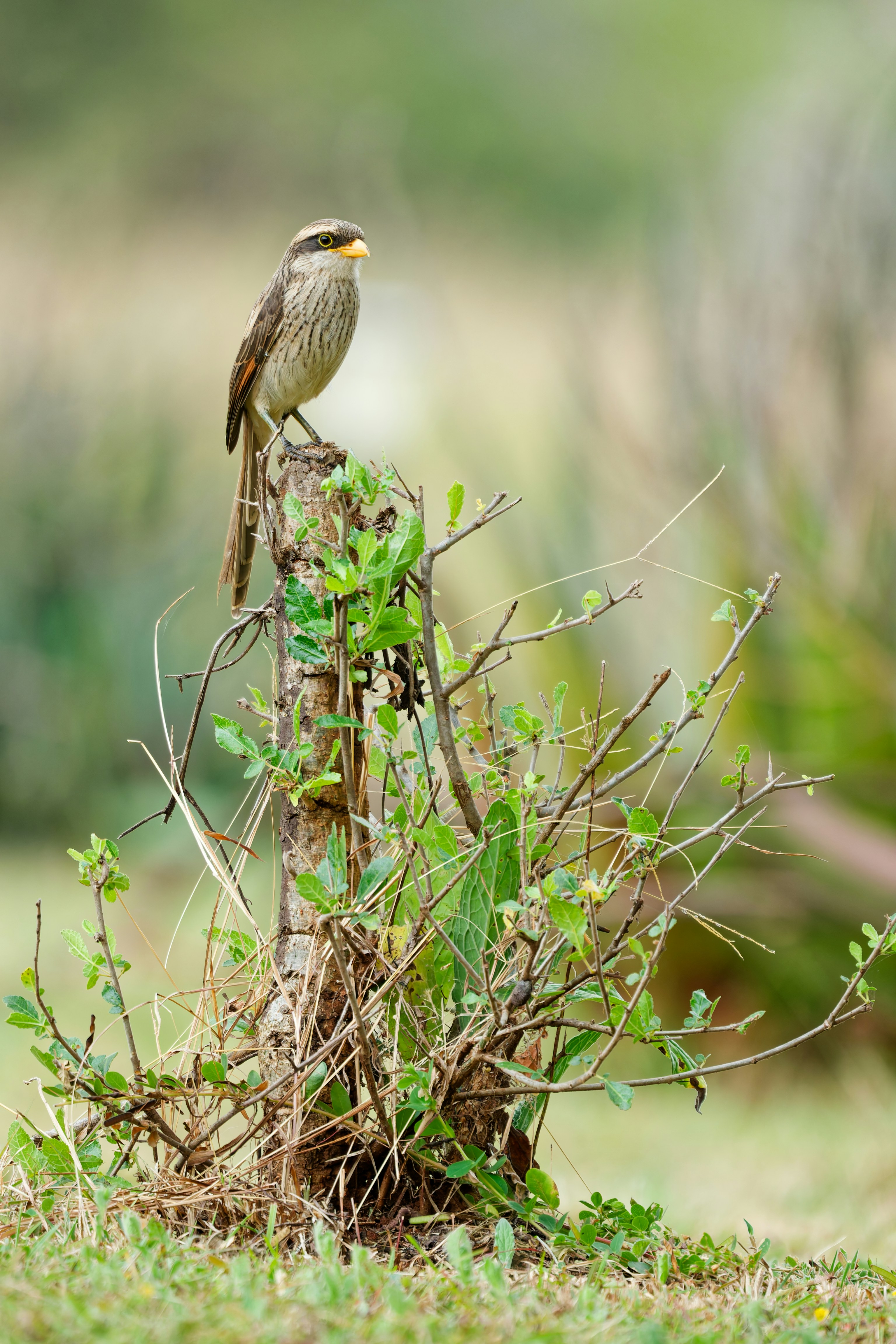 Watchful Song perched on a thorny pedestal