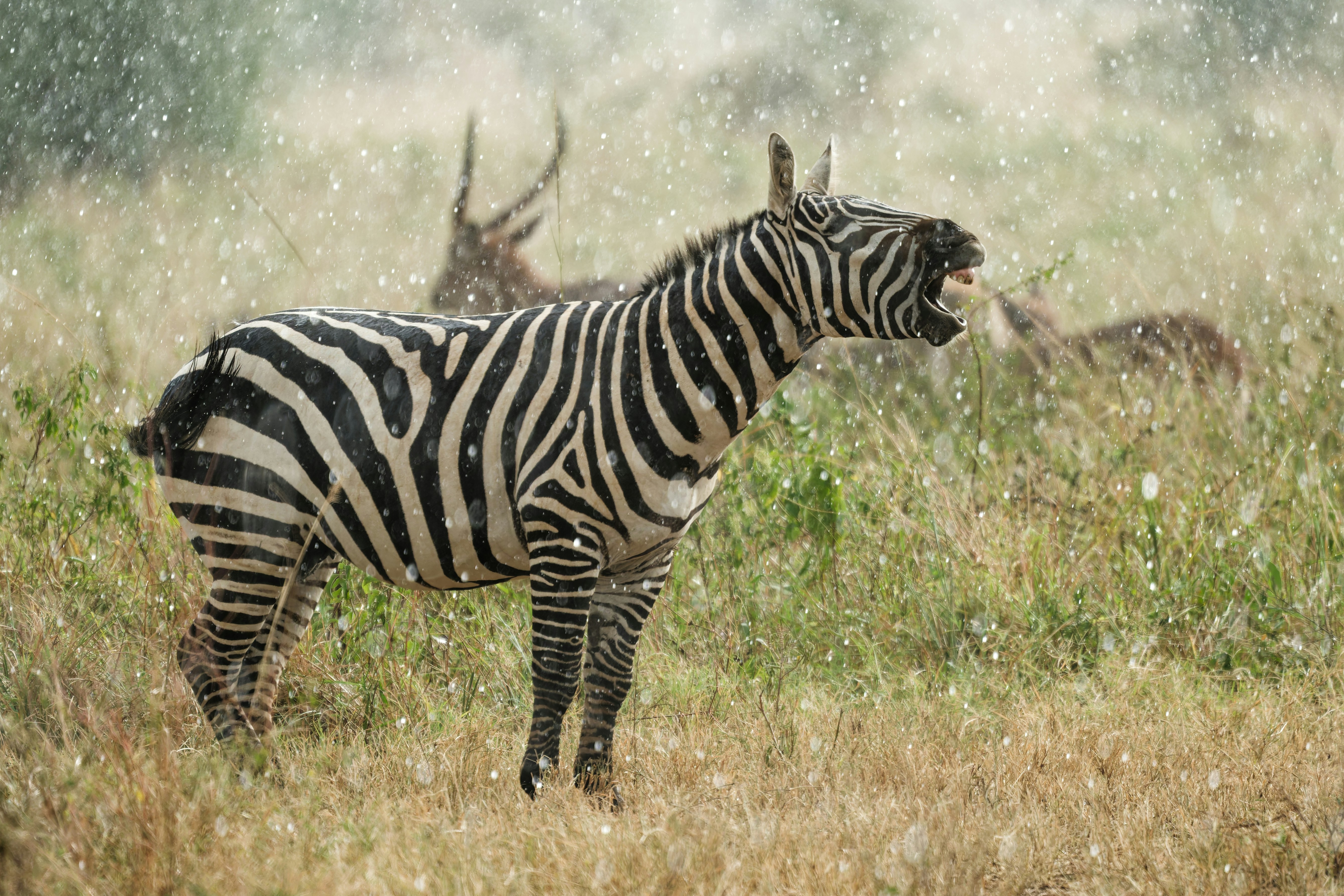 Zebra Roar in a Rainlit Grassland