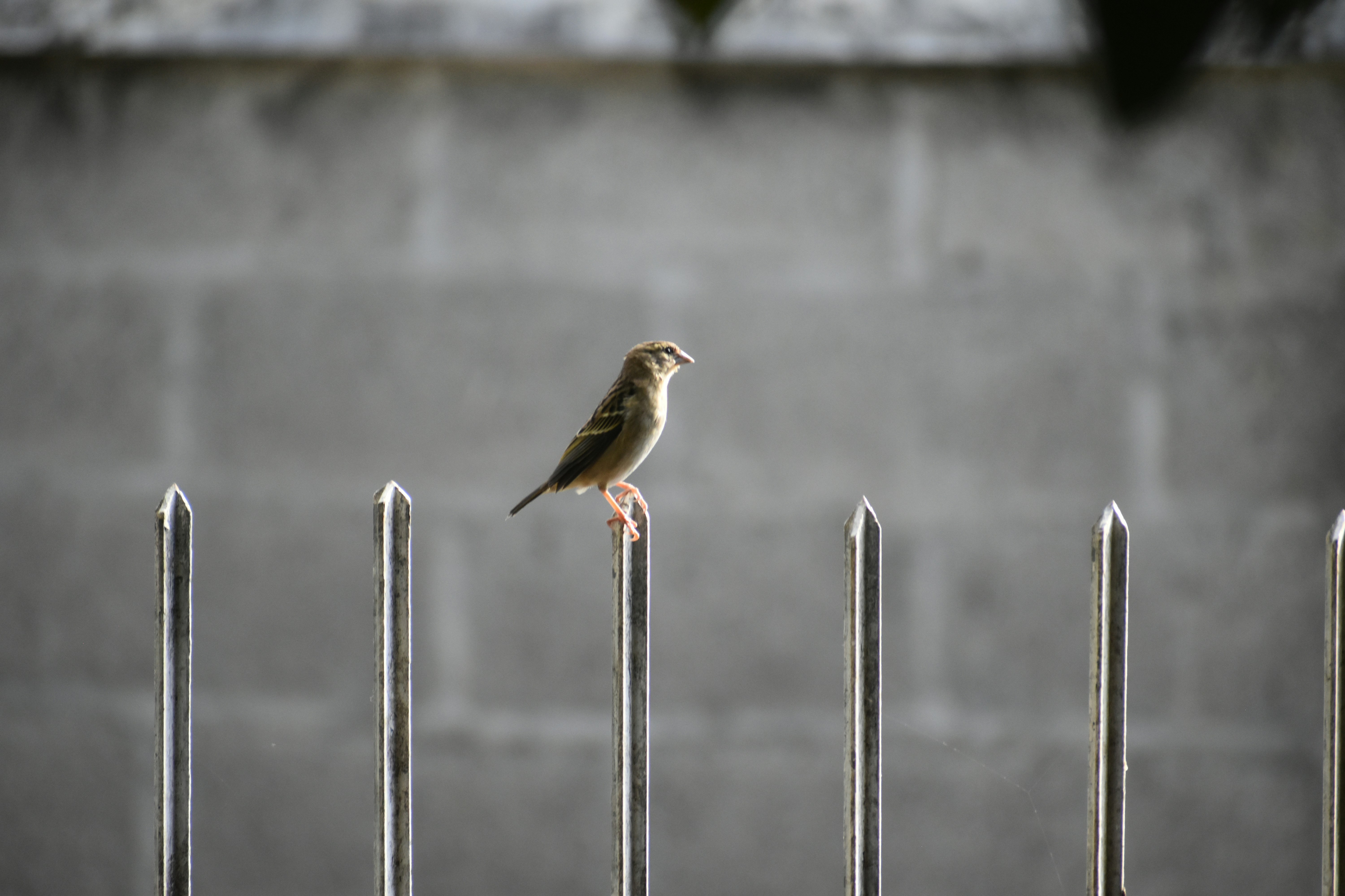 Perched on a Cold Rail: A Small Songbird Amid Tall Spikes