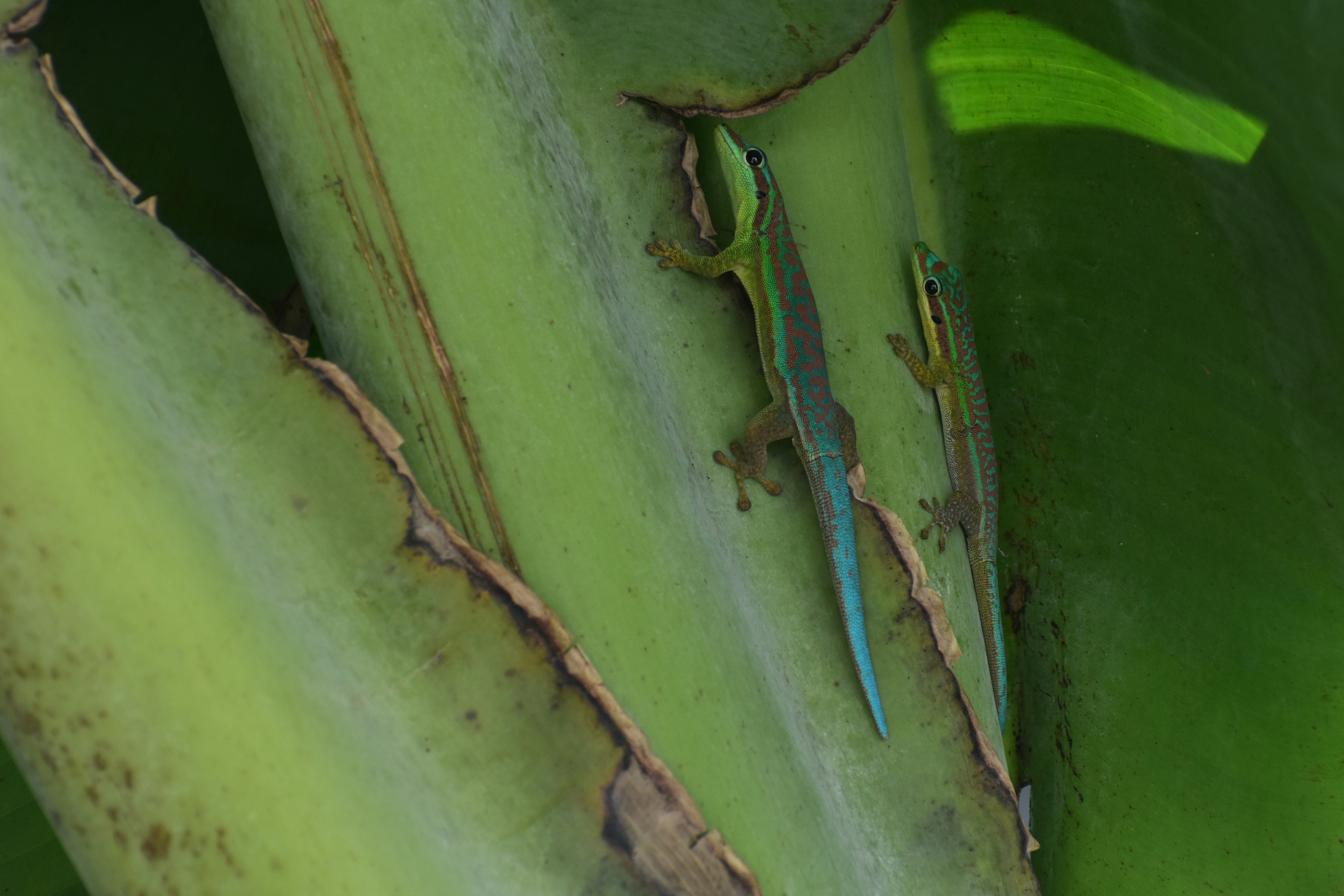 Emerald Dagger on Green: A Duo of Tree Frogs on Banana-like Petiole