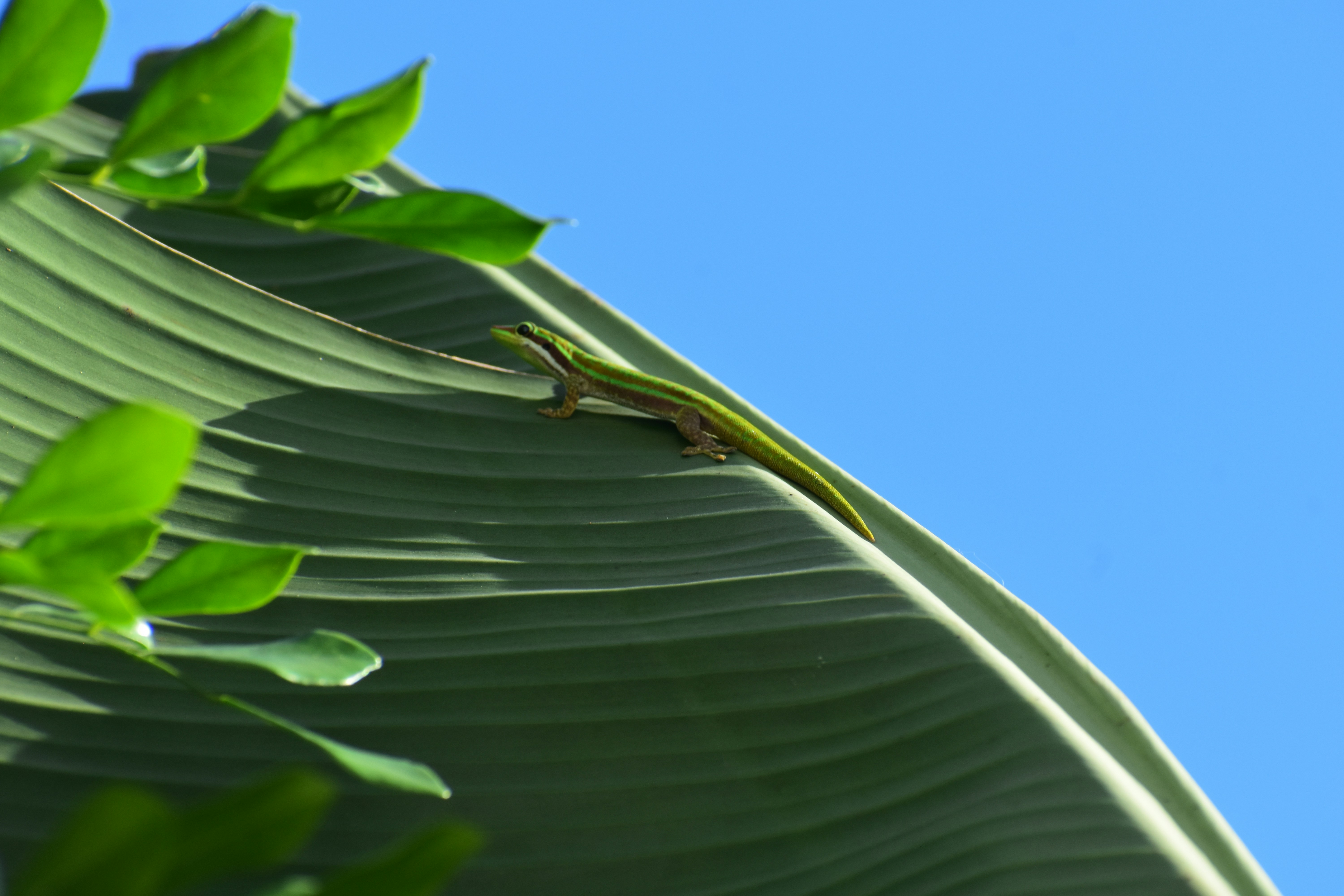 Lizard on a Leaf: A Quiet Moment Against a Cerulean Sky