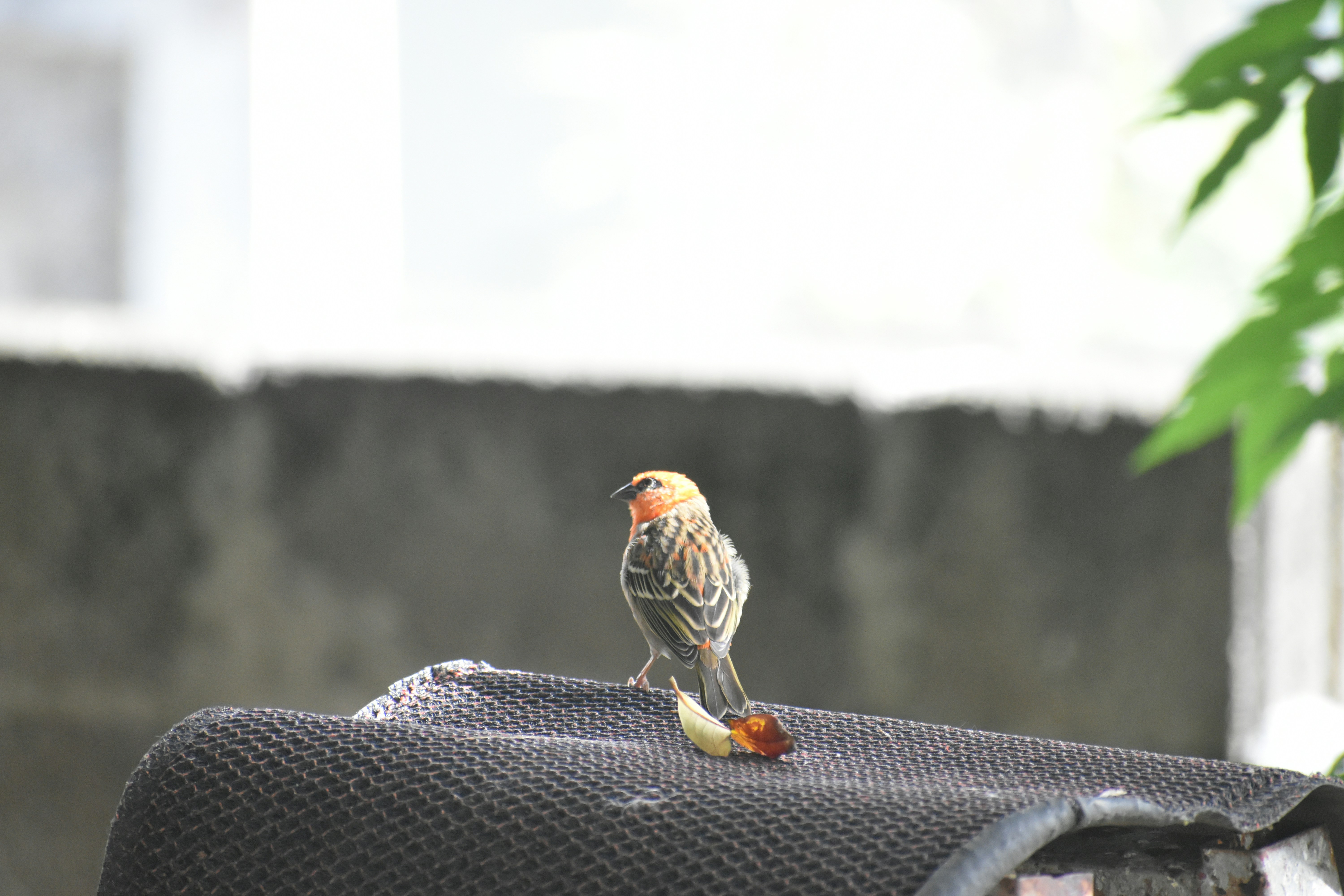 Tiny Finch Perched on a Weathered Bag of Tools