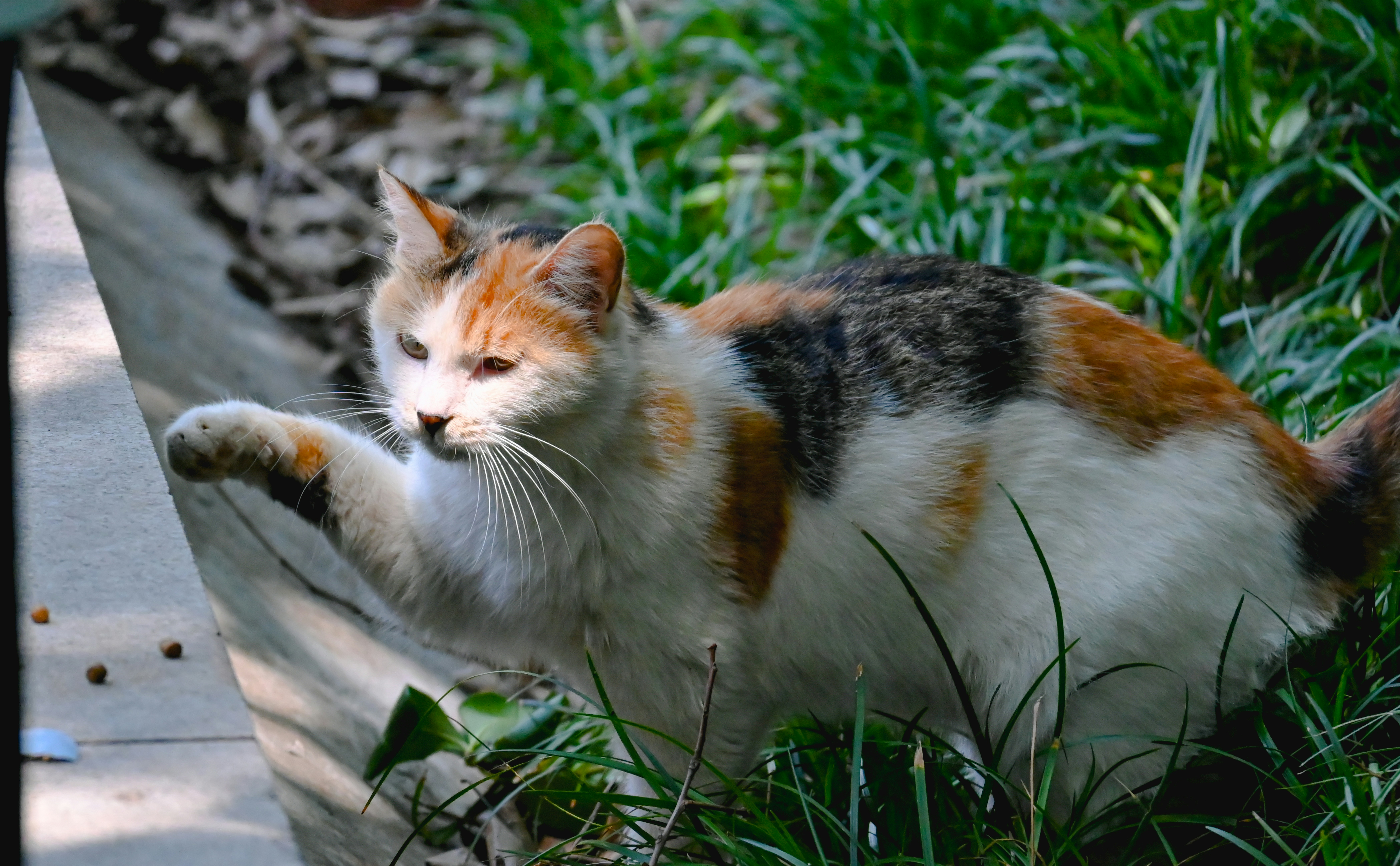 A calico cat with a raised paw in green grass.