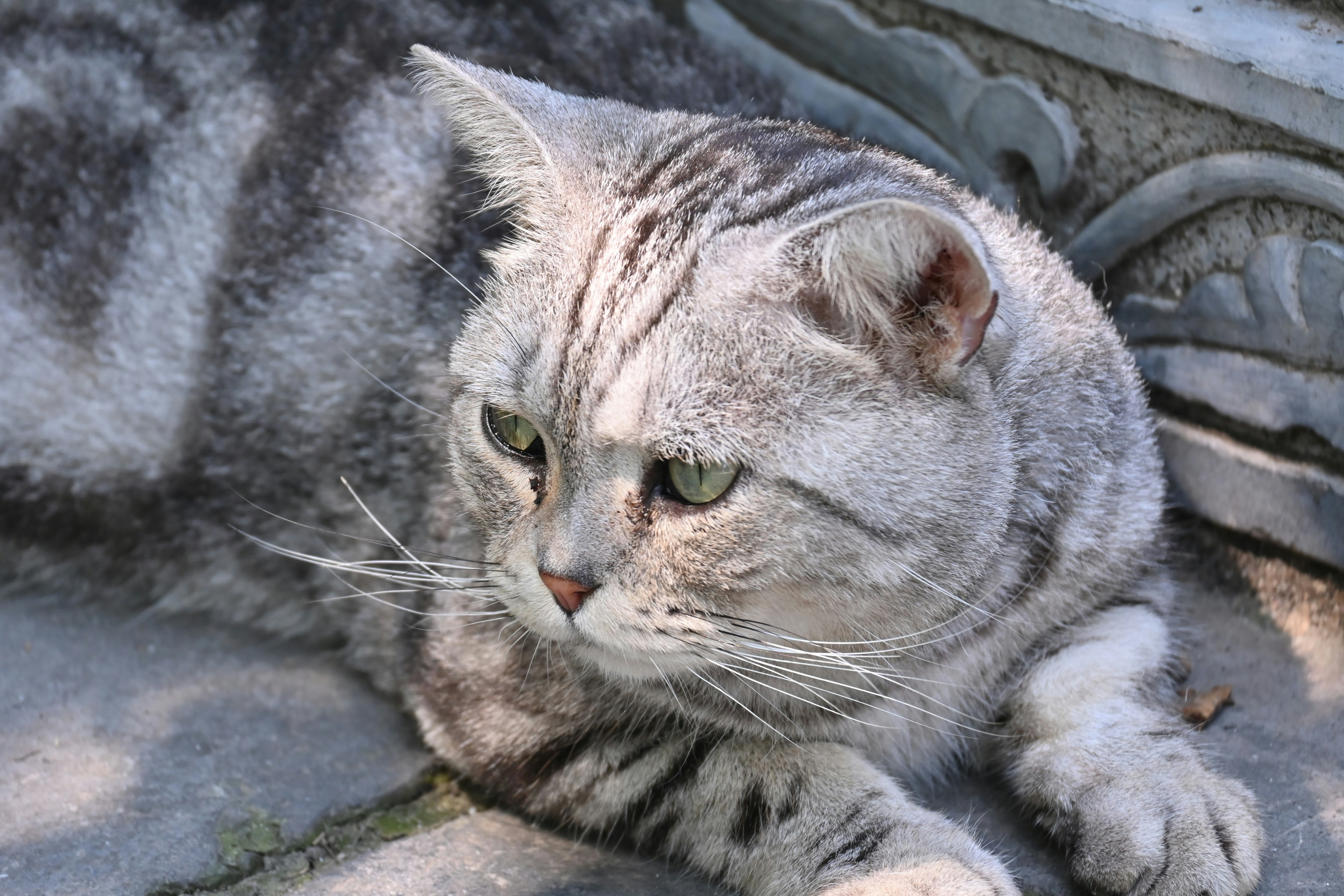 Gray tabby at the edge of shade, eyes alert under a weathered wall
