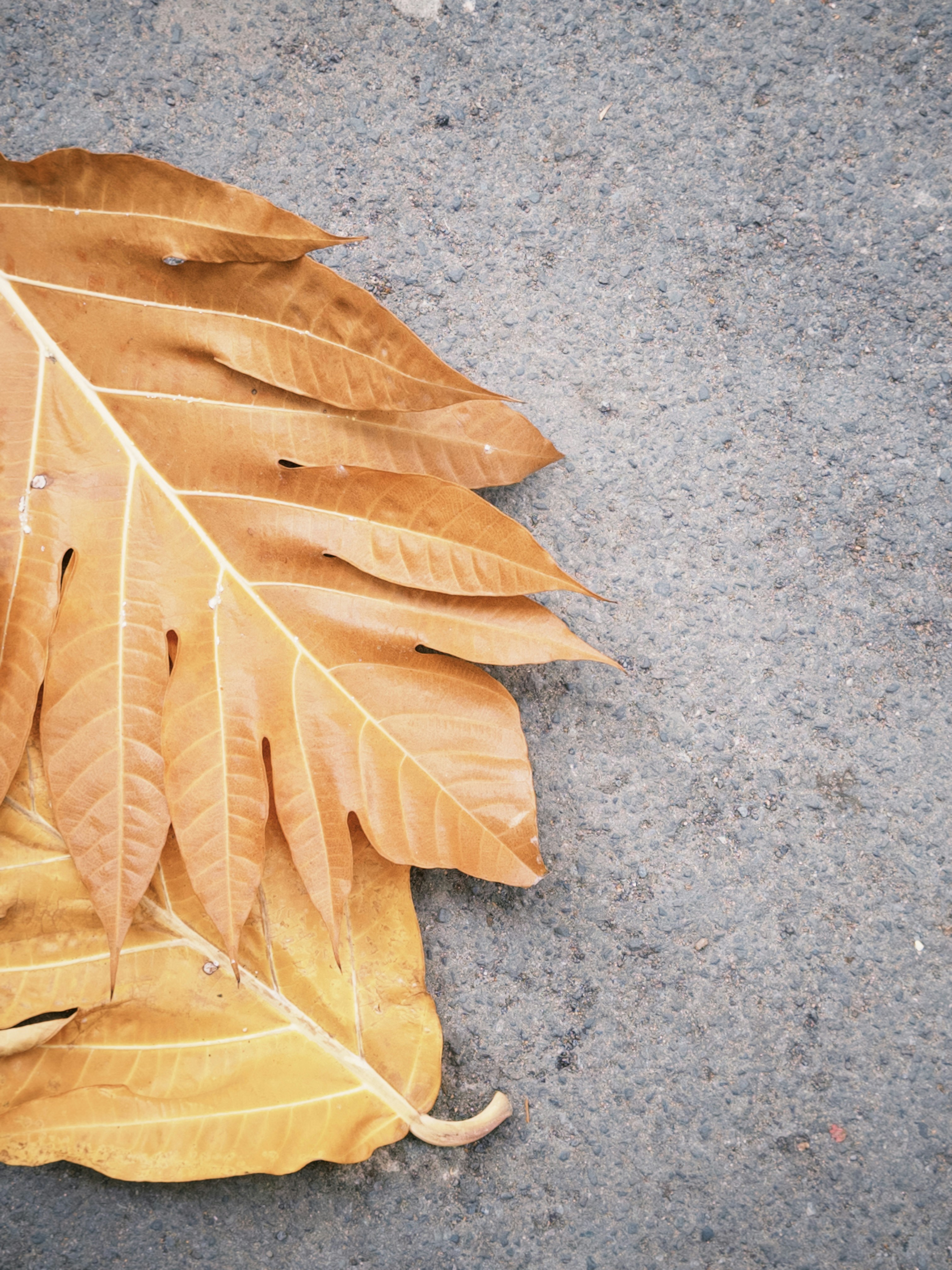 Autumn Leaf Portrait on a Quiet Asphalt Canvas