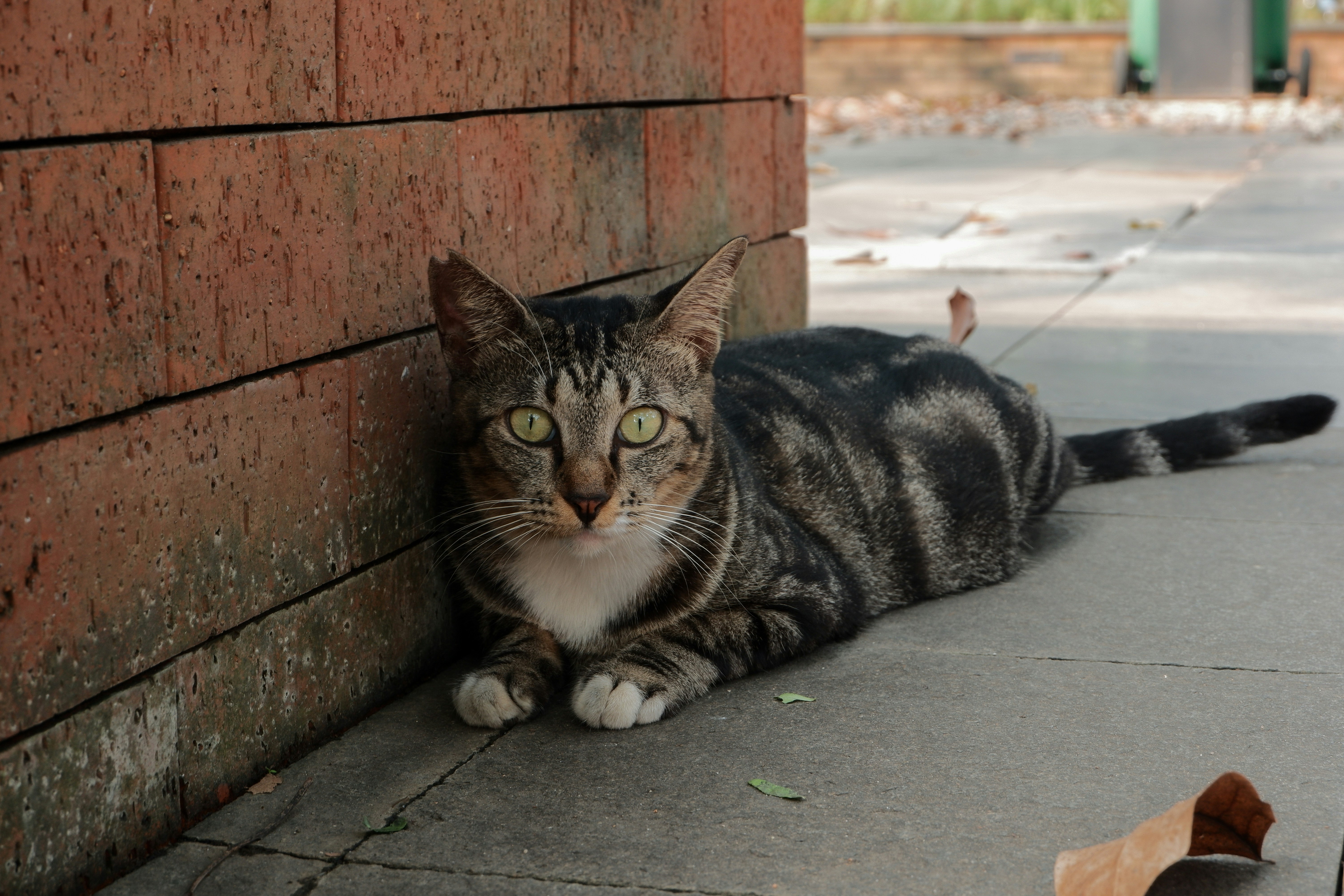 Cat in a Sunlit Alleyway: Quiet Gaze by Brick Wall