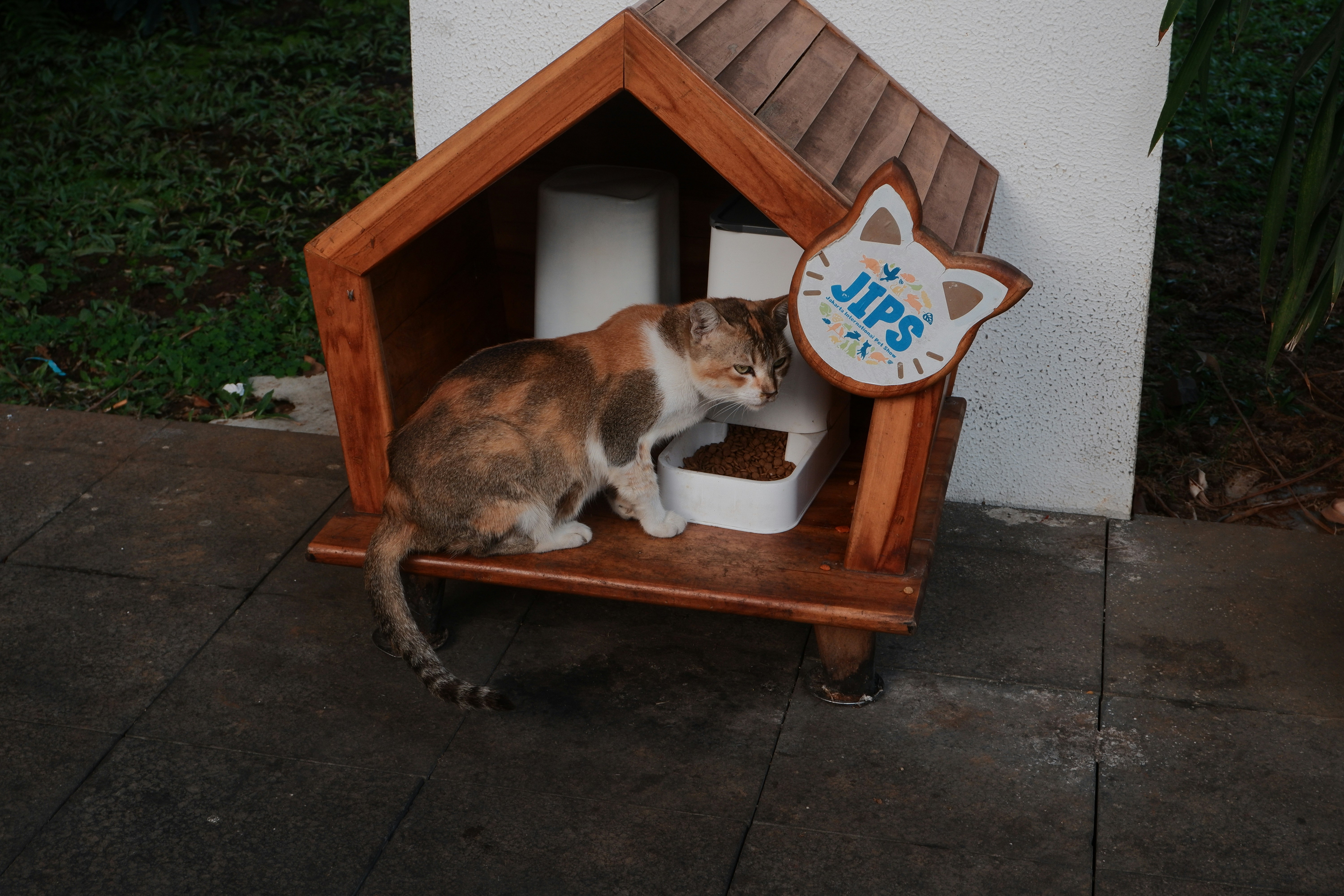Curious Cat at the Cozy Wooden Cat House