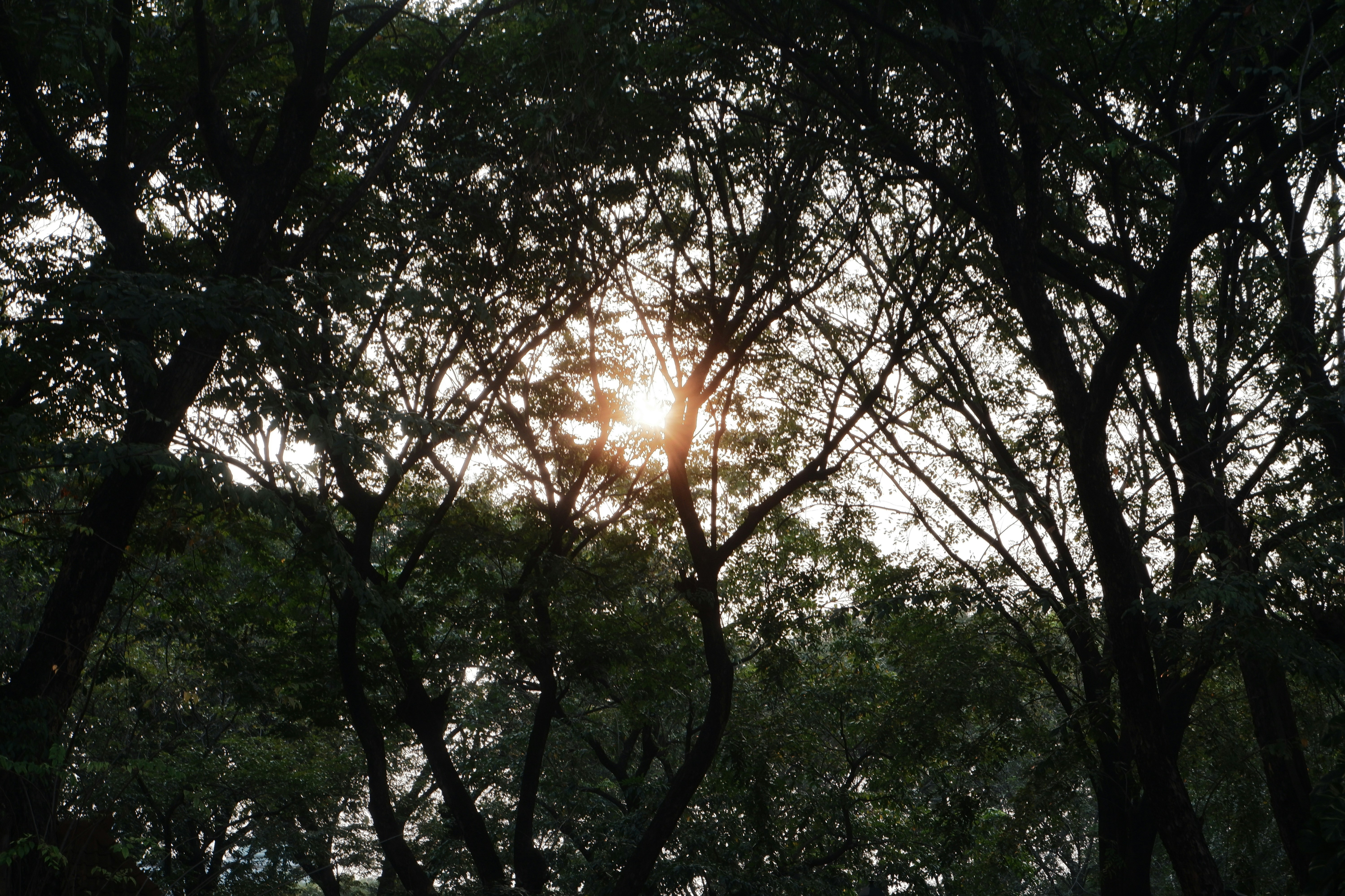 Sunlit Canopy Gaps Between Silent Trees
