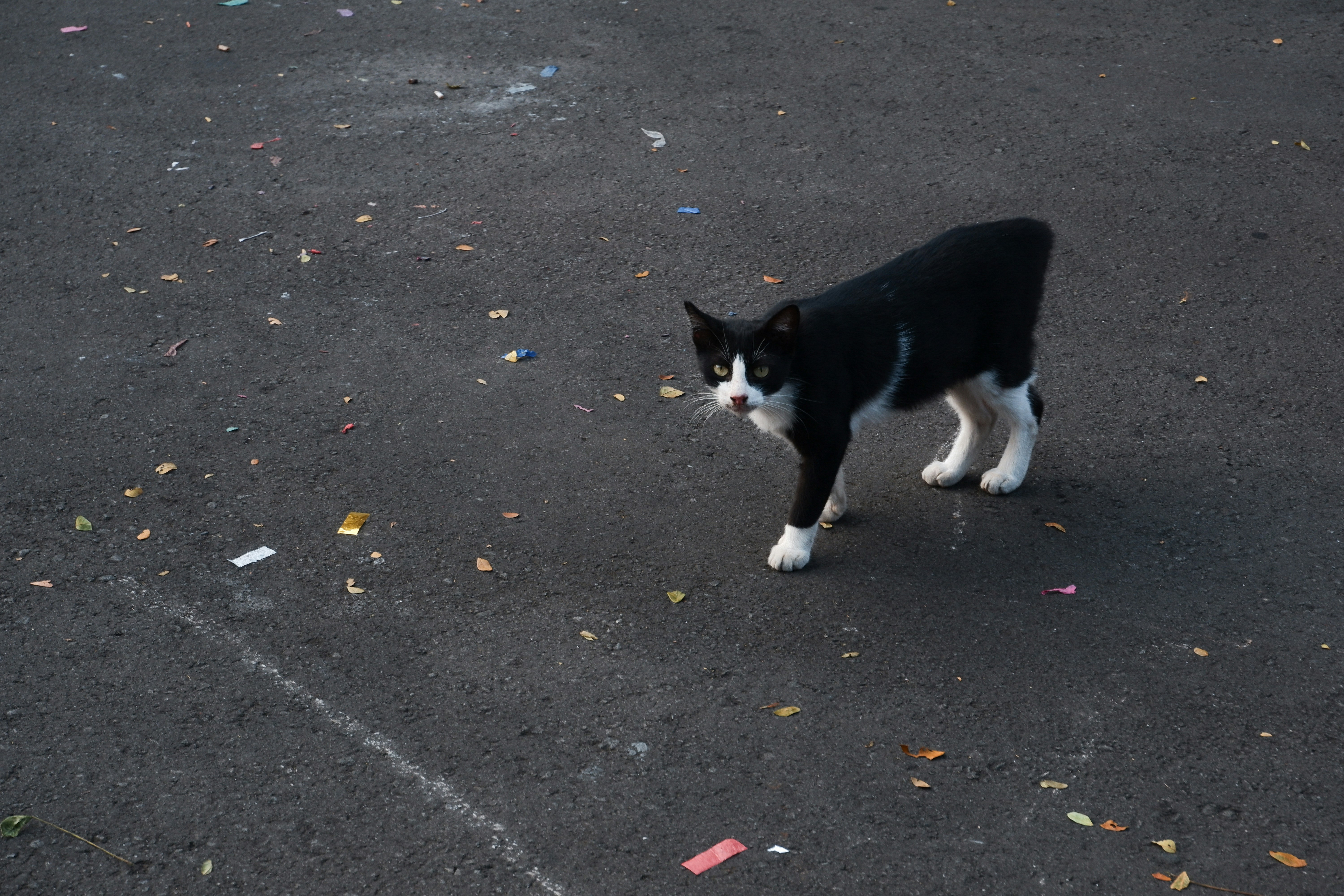 Black-and-White Cat Patrols the Asphalt Scene