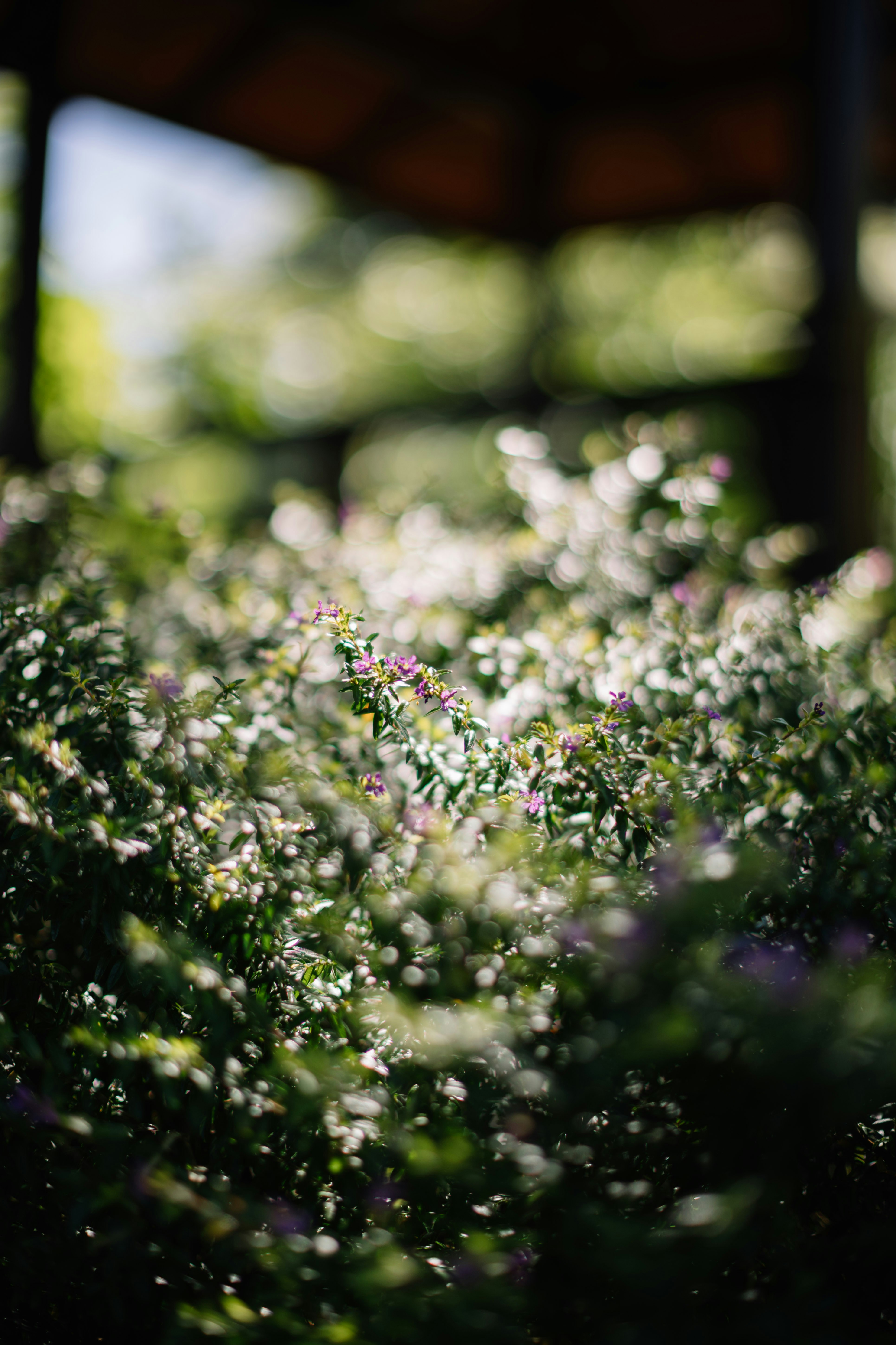 Sunlit Blooms in a Quiet Garden Nook