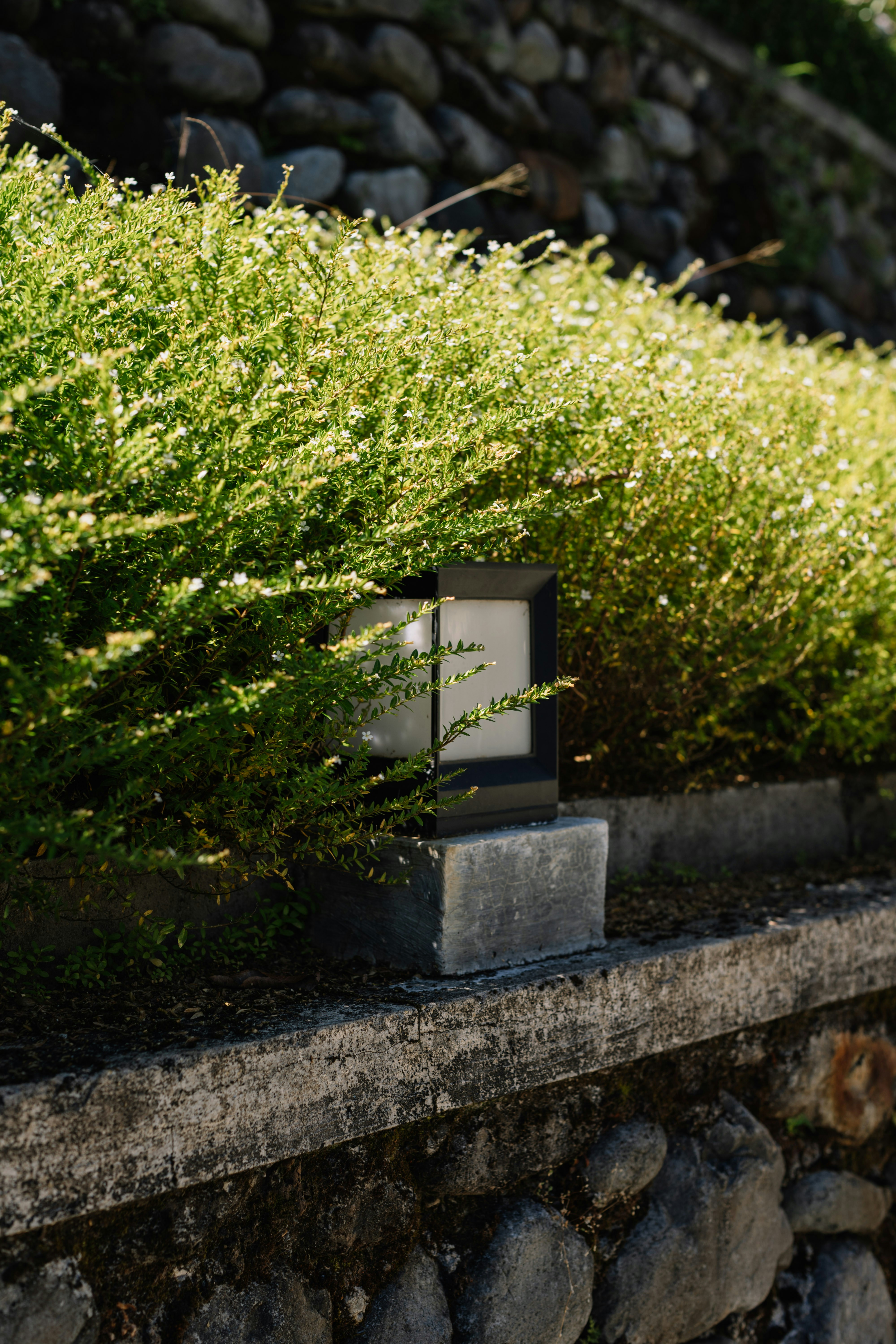 Hidden Lantern Amid Shrubs by a Weathered Wall