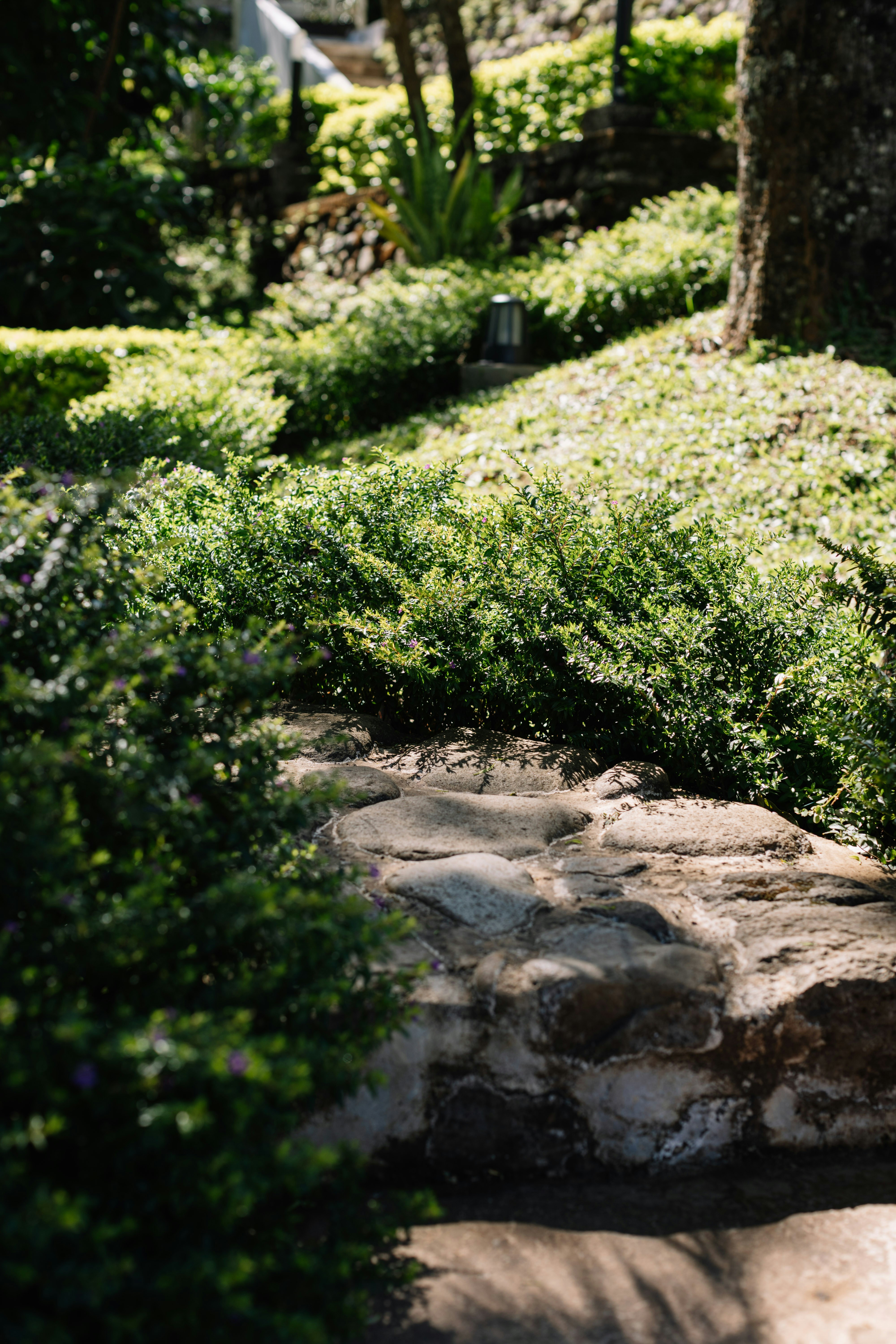 Sunlit Garden Pathway Framed by Harmonious Foliage