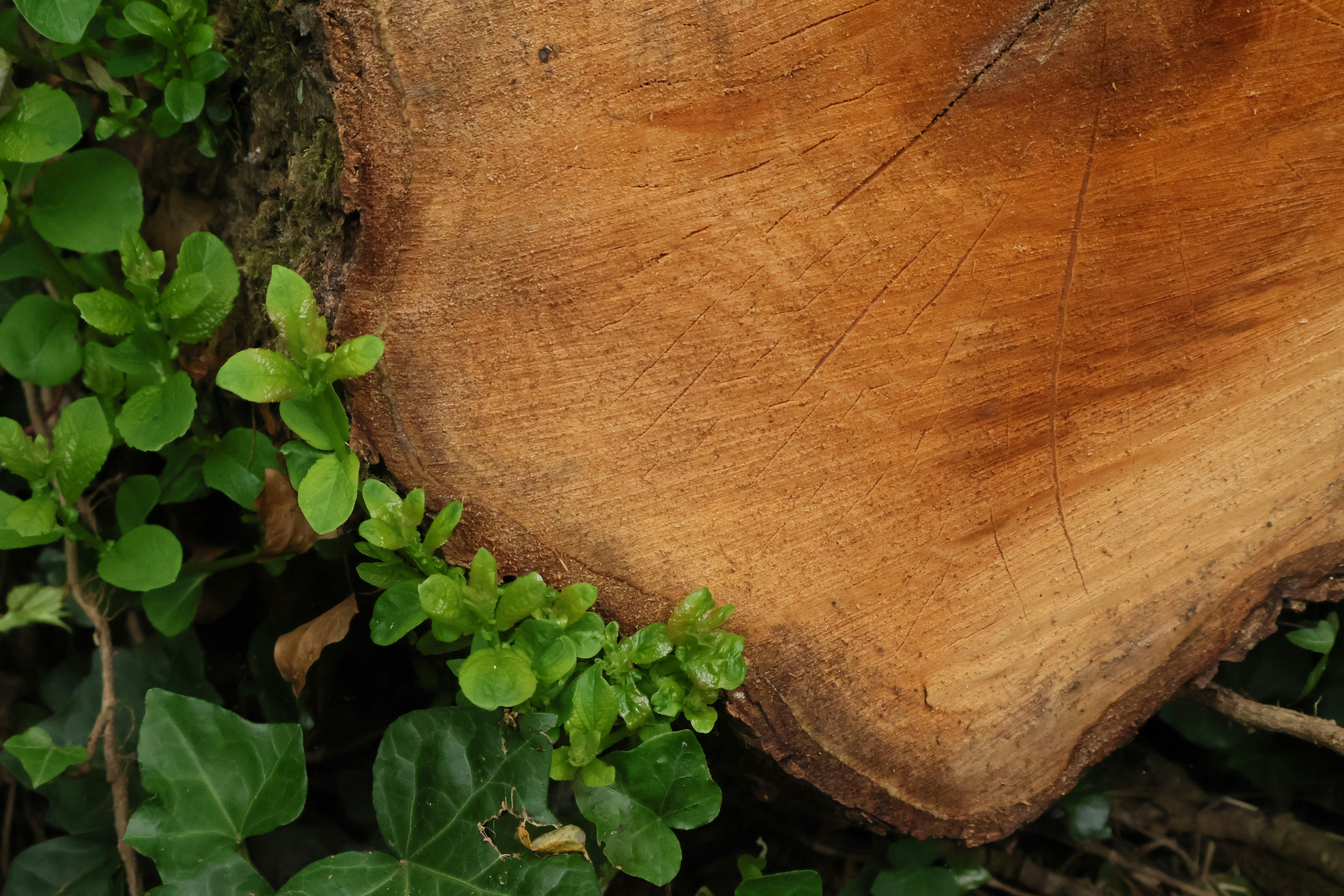 Green Vines Cling to Aromatic Tree Stump