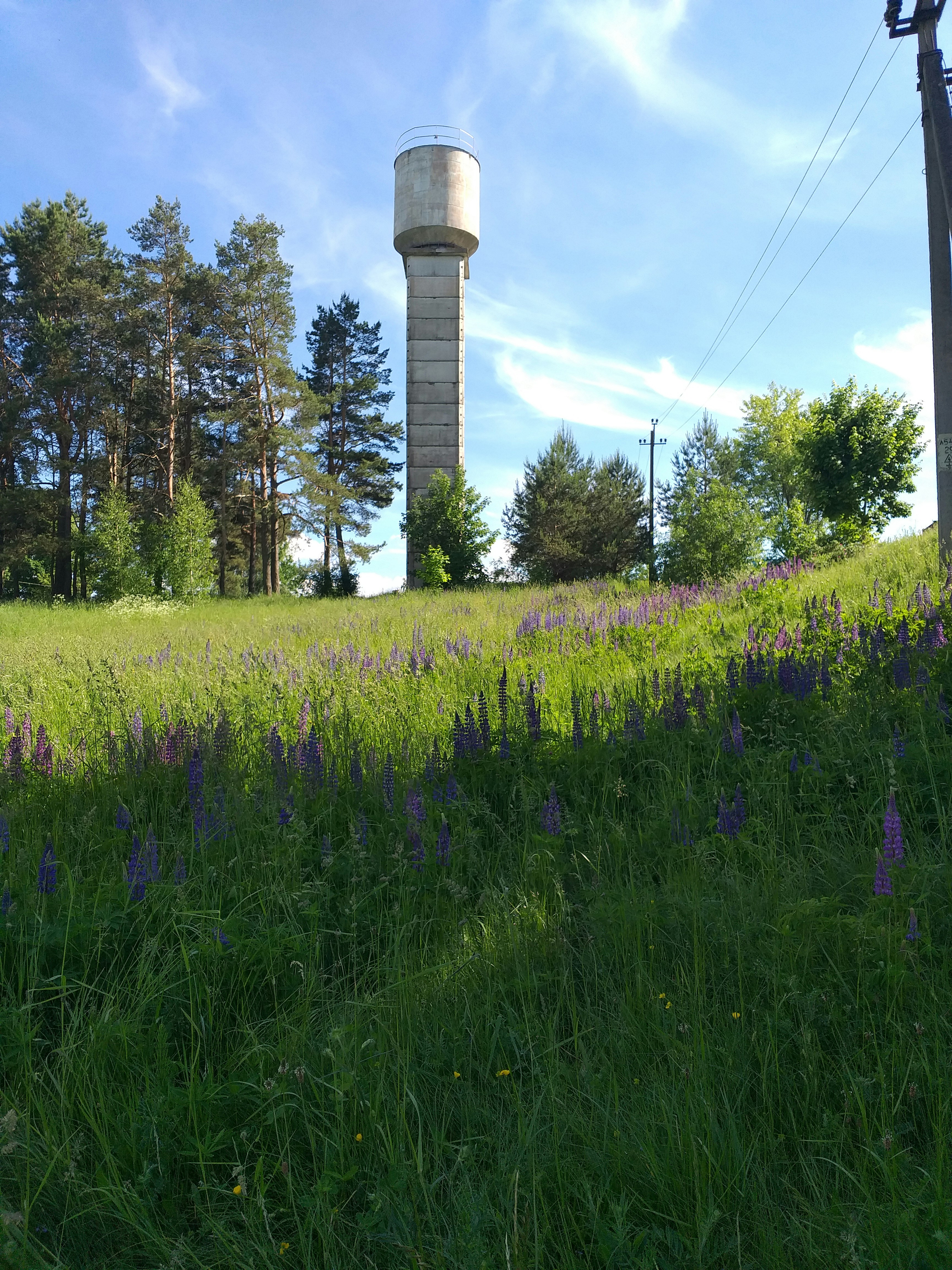 Field of Purple Blooms under a Tall Water Tower