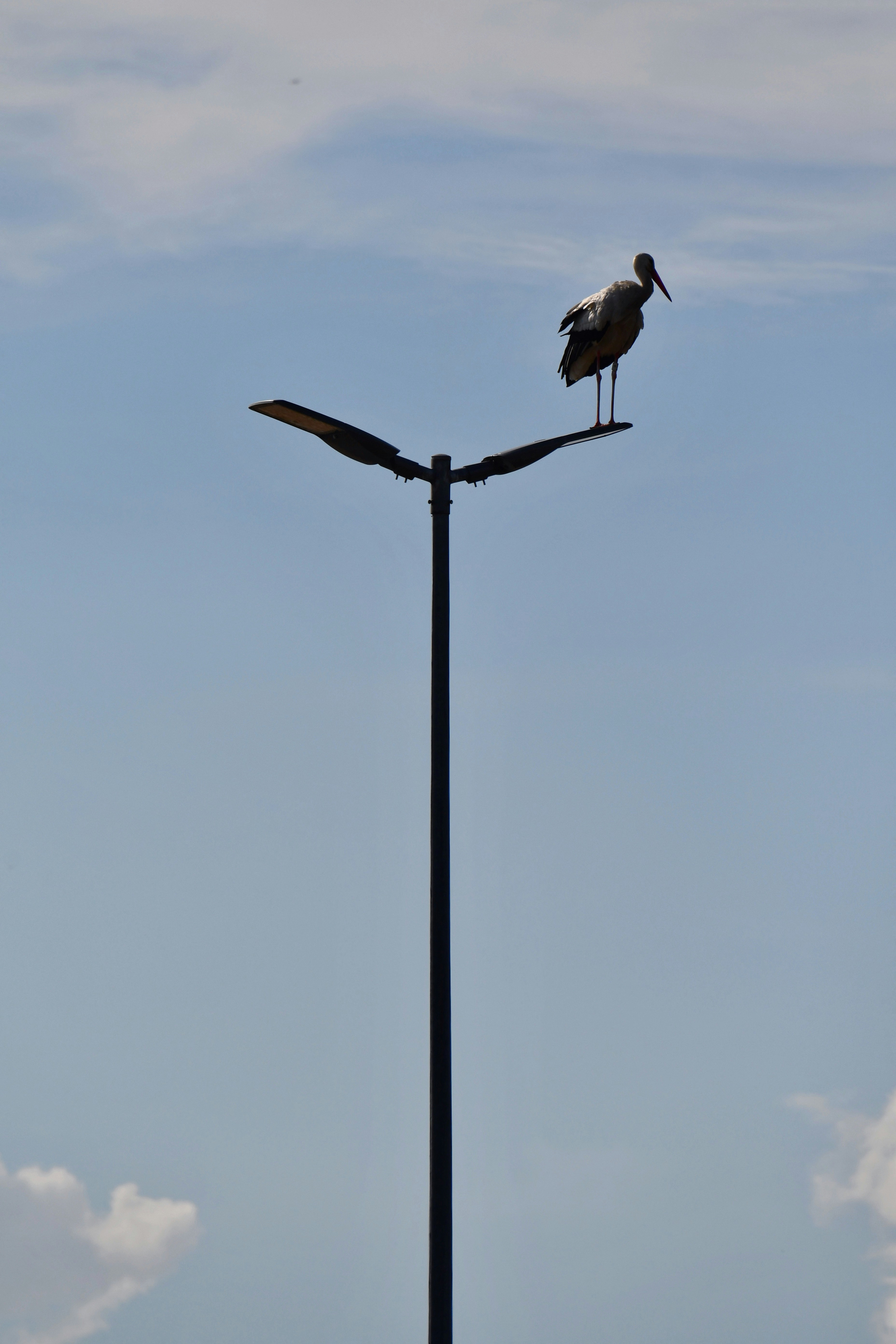 Sti ll on High: A lone heron watches over a streetlight