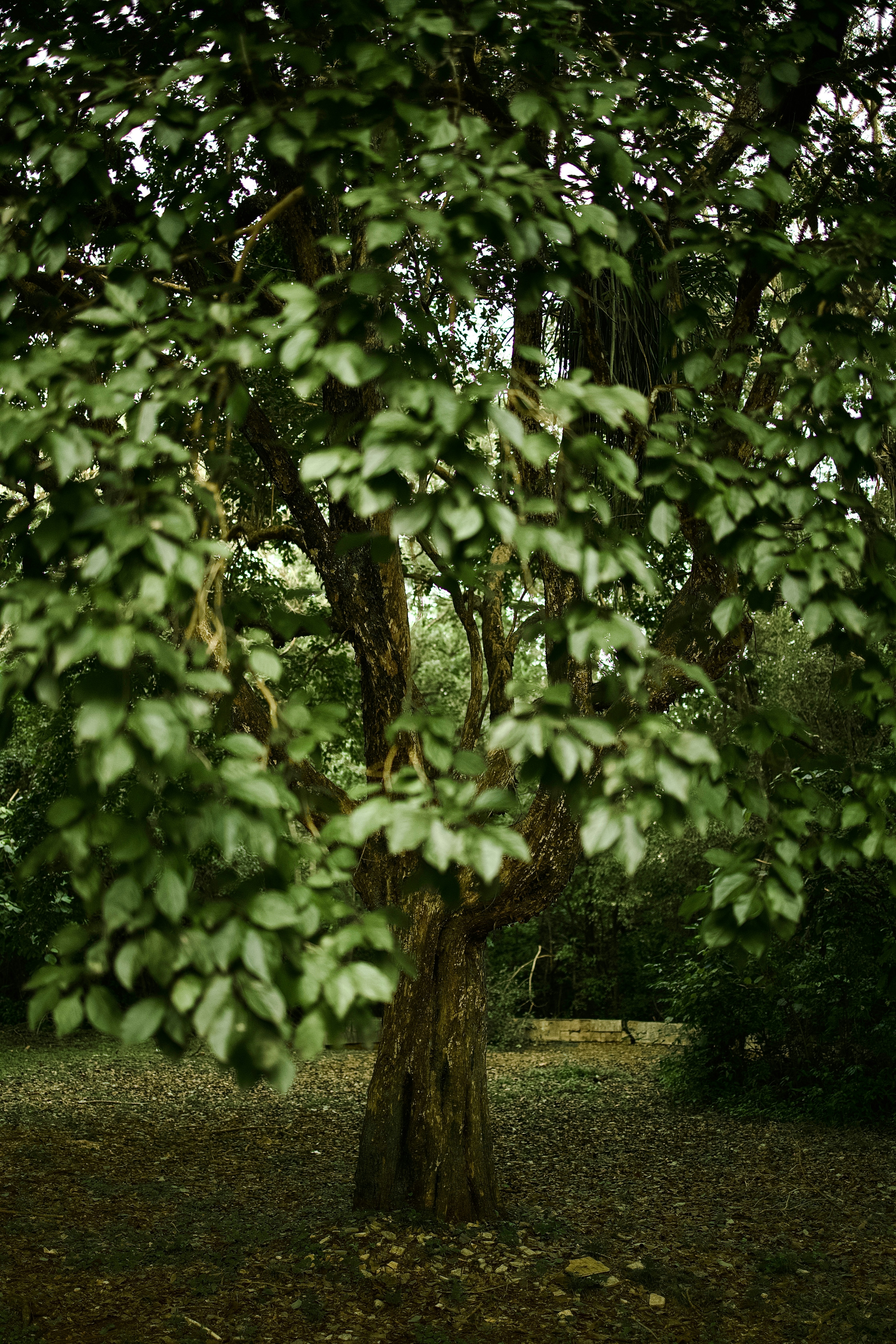 Mature tree trunk framed by dense green foliage in a shaded outdoor setting; the scene emphasizes natural texture and depth in a park-like environment.
