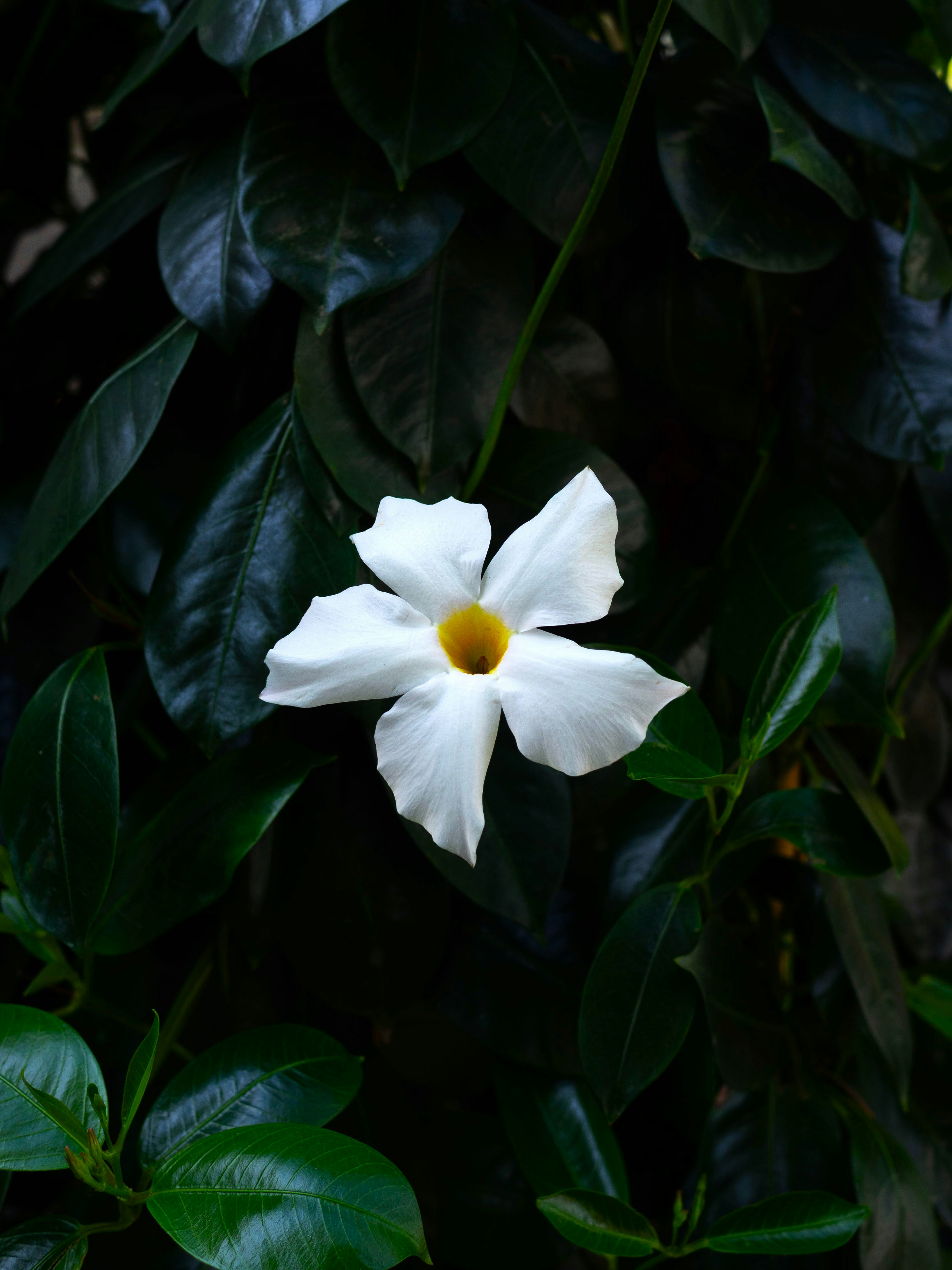 White blossom in a shield of dark green leaves