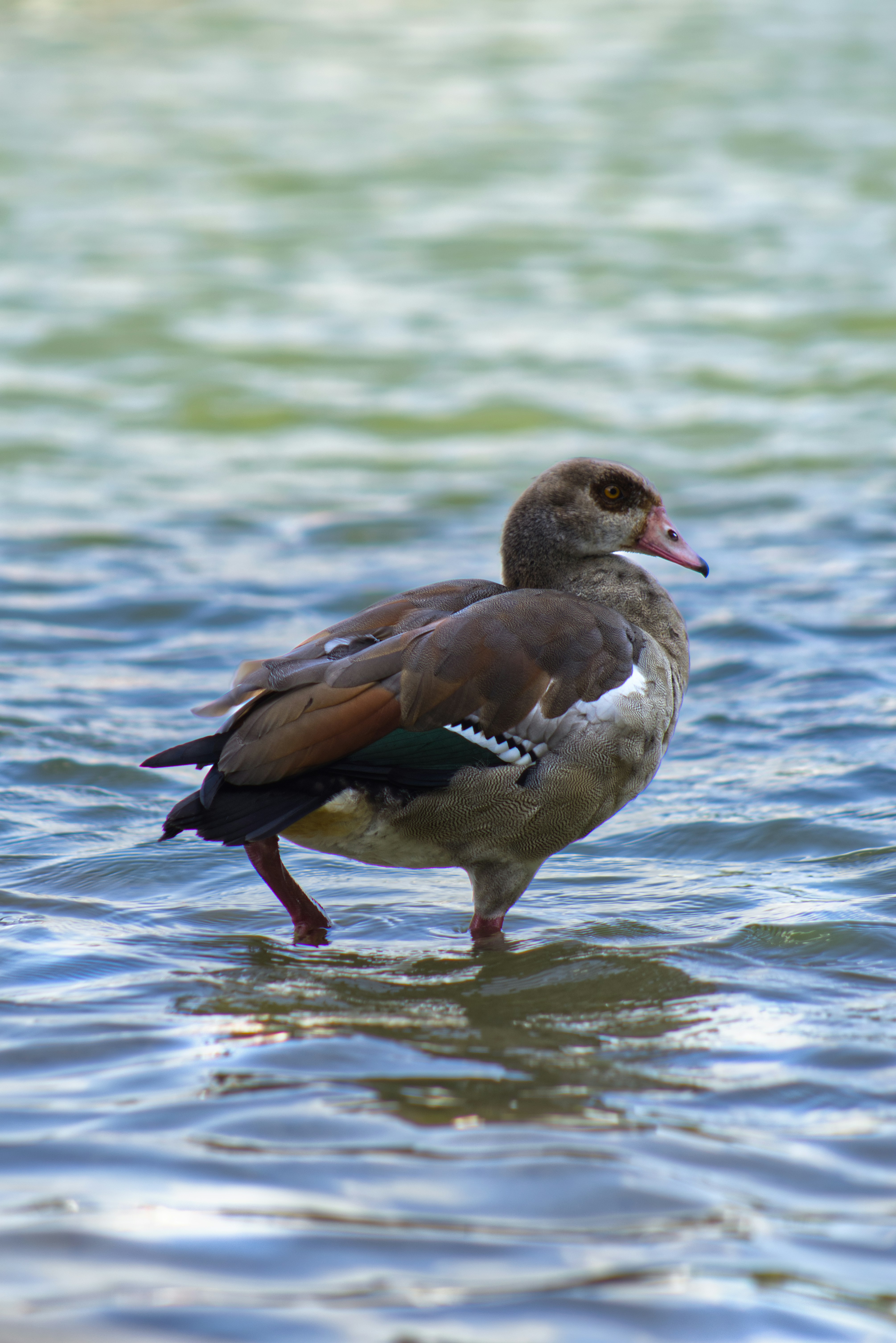 Azure Ripples and Brown Plumage: A Sole Duck Resting in Shimmering Water