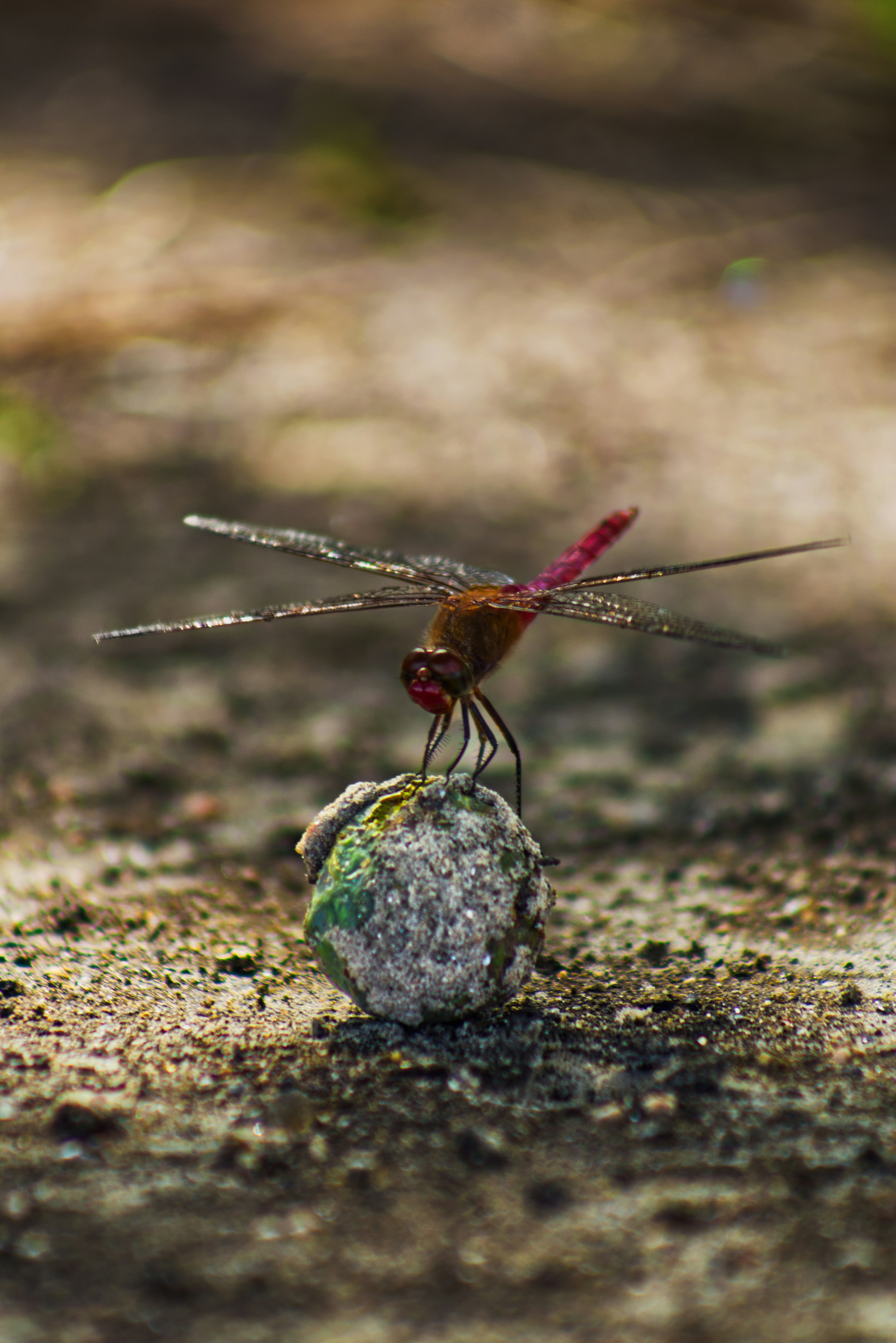 Dragonfly on a Weathered Ball: minute drama in a mossy vignette
