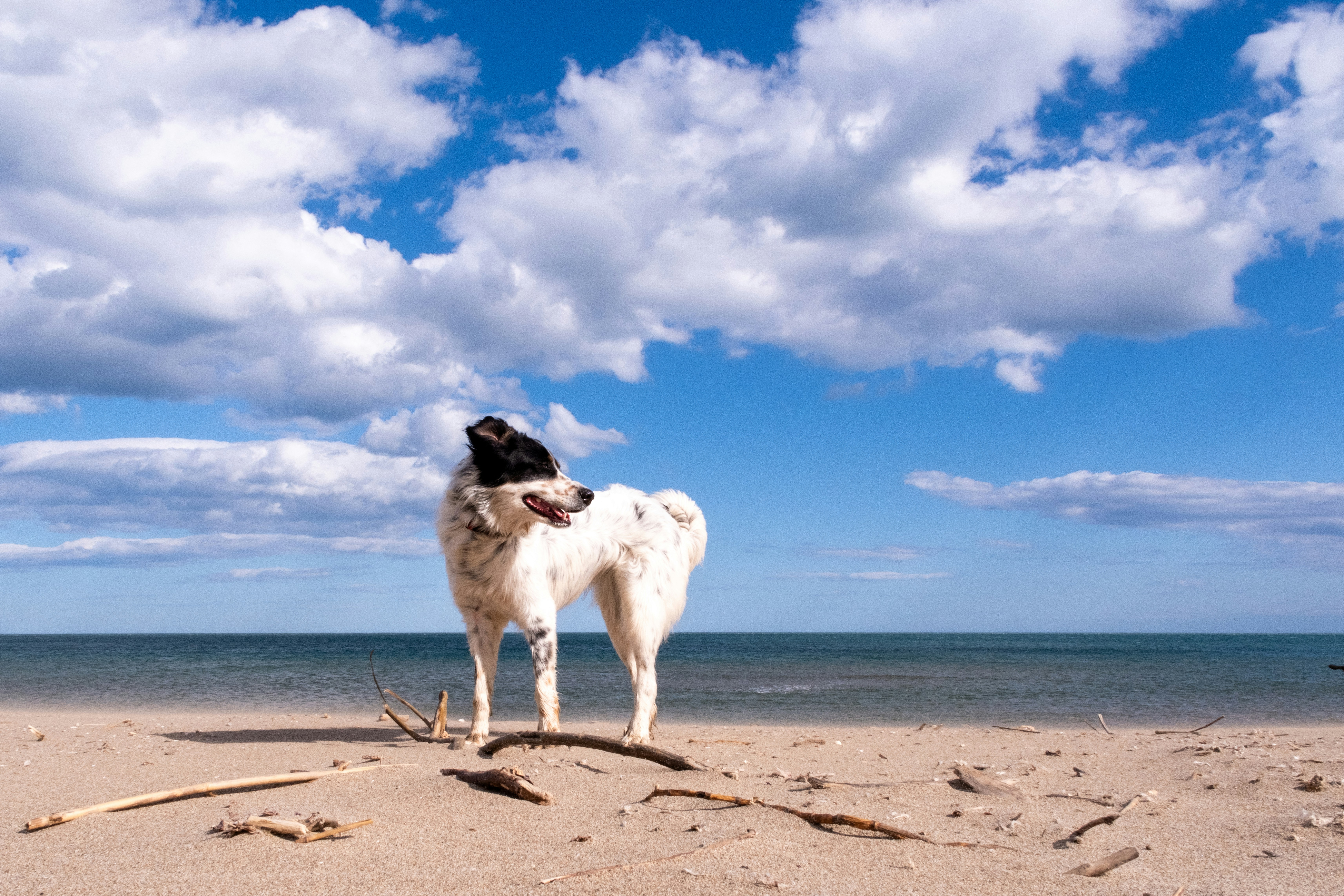 Lonely Labrador on a Sandswept Shore
