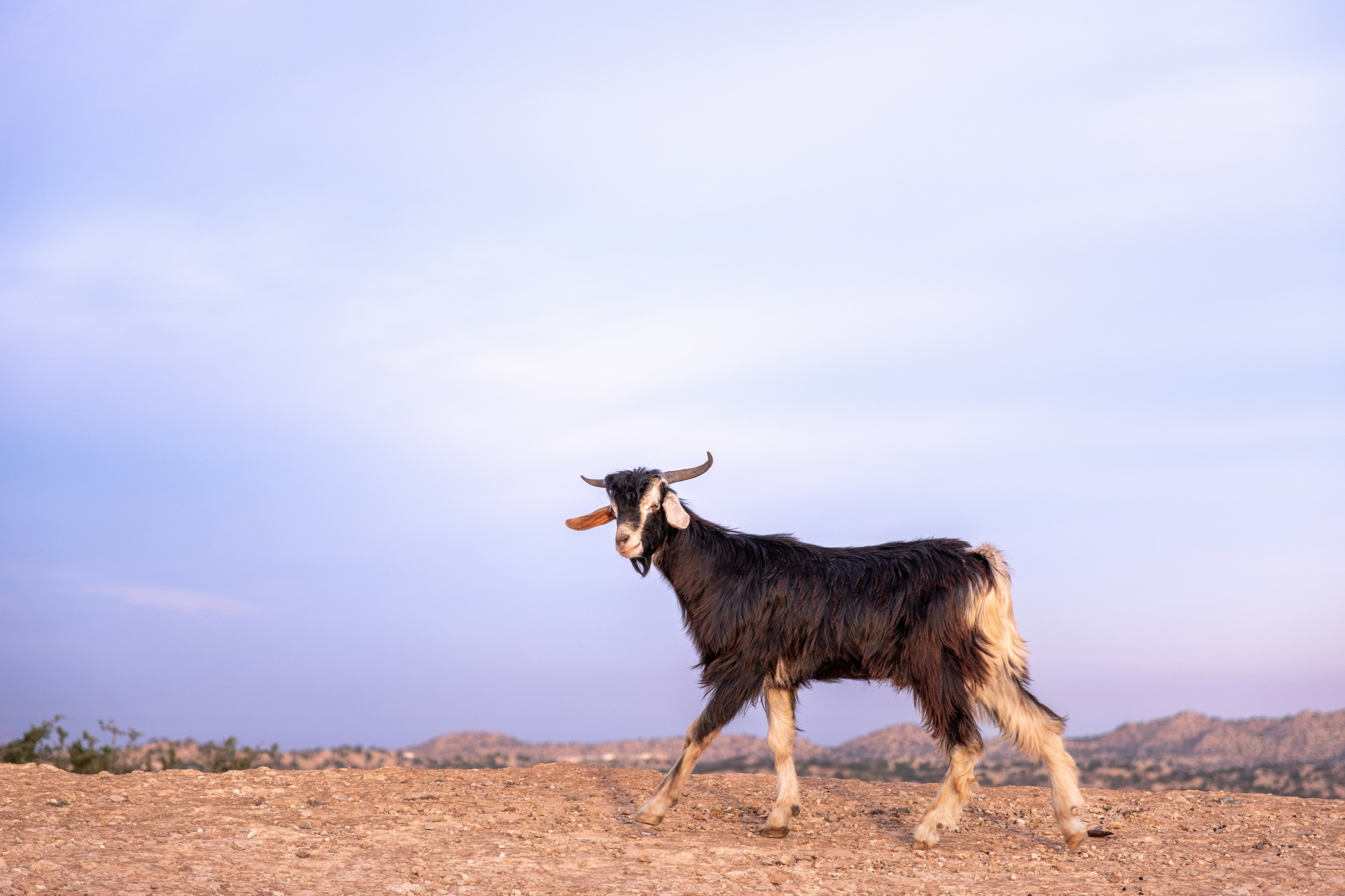 Desert Wanderer: A Lone Goat Stands Against a Pale Sky