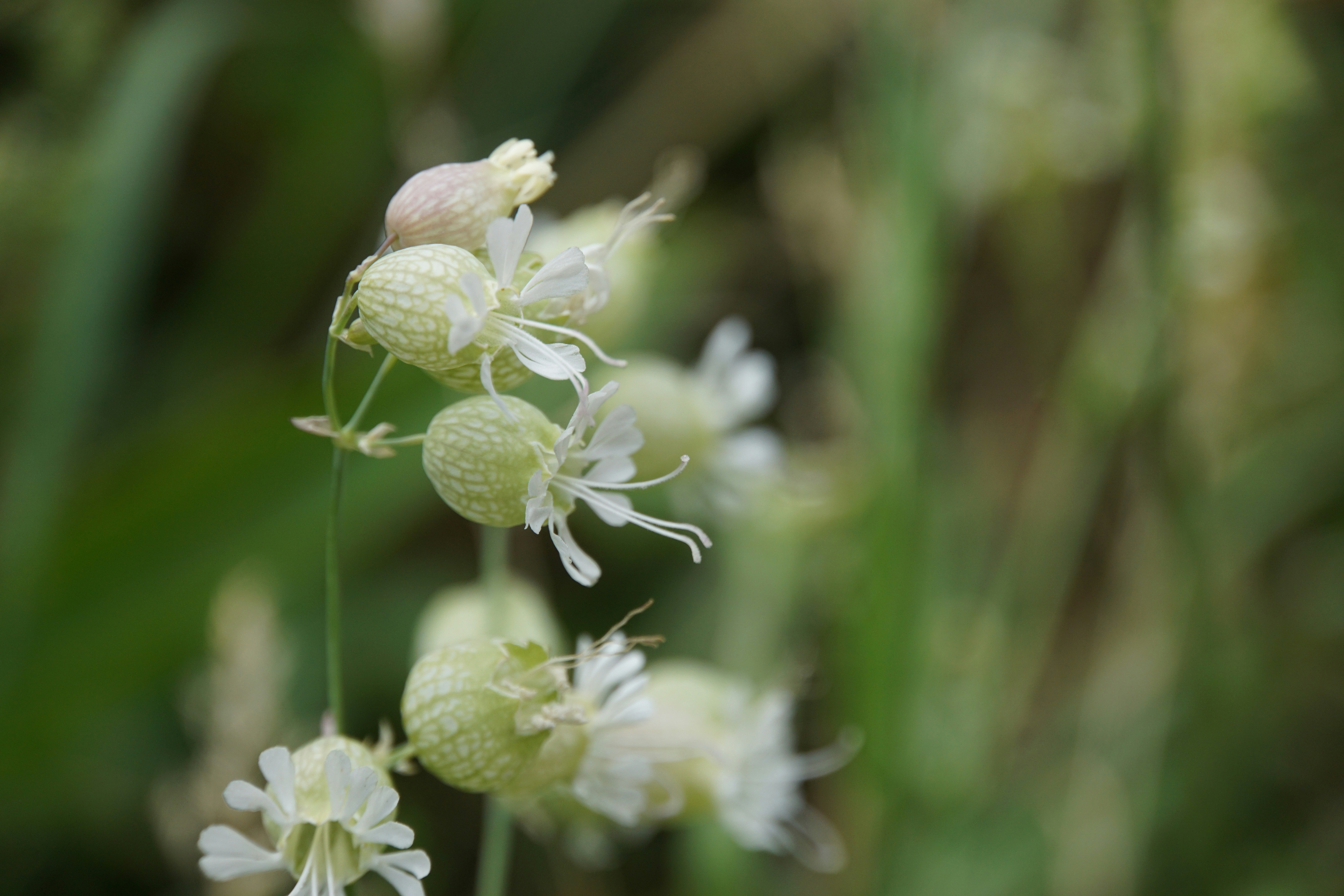 Delicate Seed Heads on a Quiet Meadow Stem