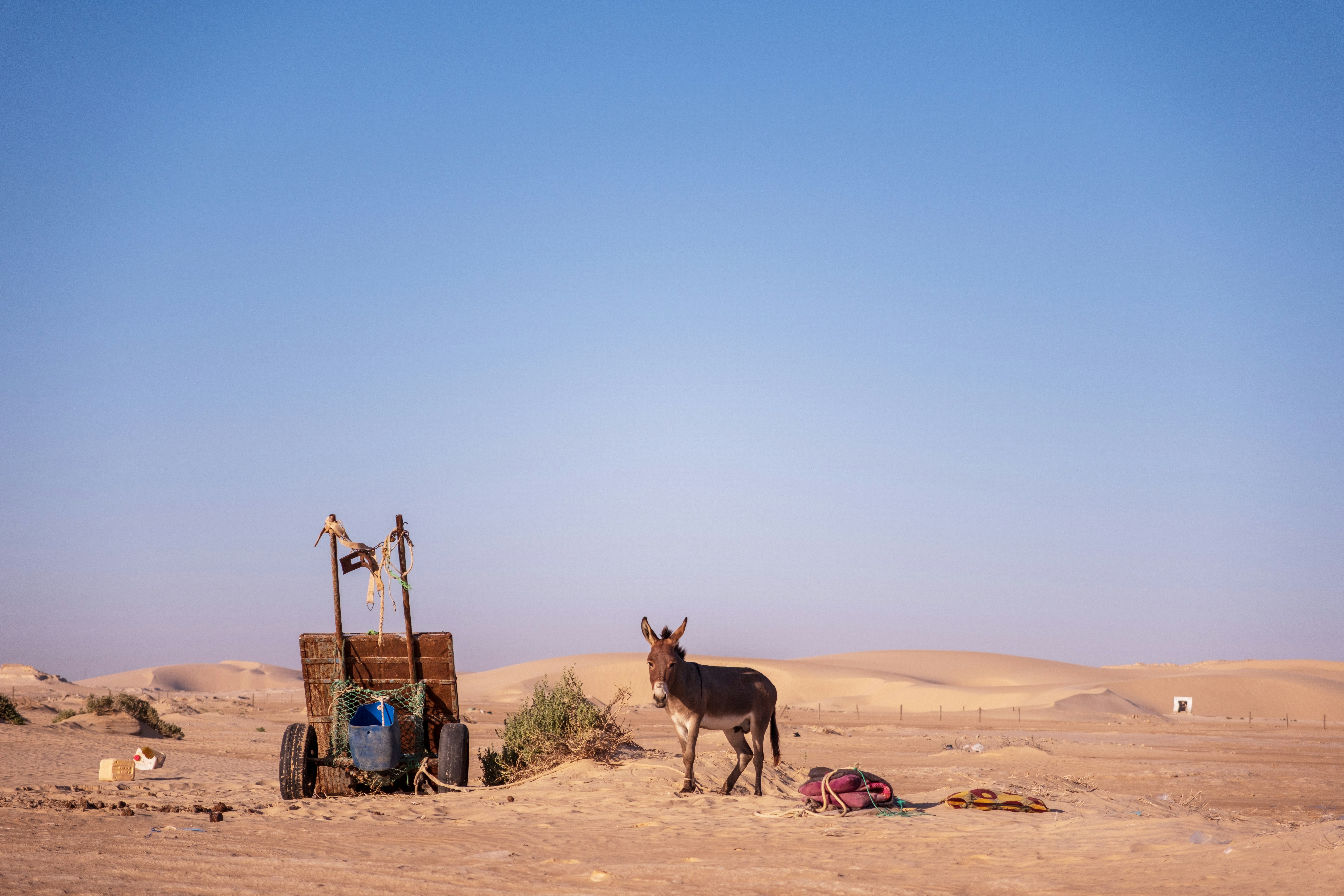 Desert Quiet: A Donkey Near the Wooden Cart Under Wide Open Sky