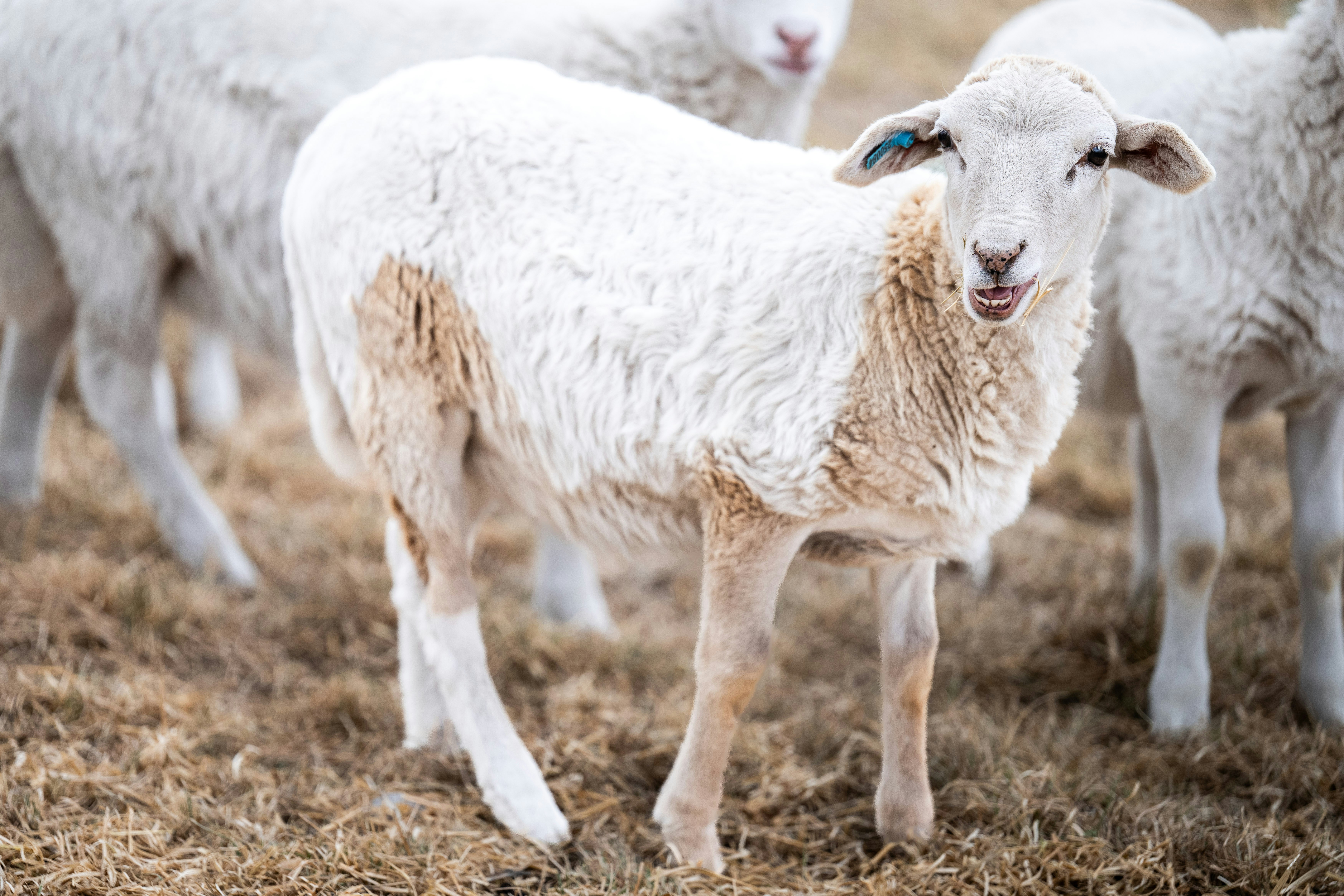 Lone Lamb in a Herd: Quiet Portrait in Autumn Pasture