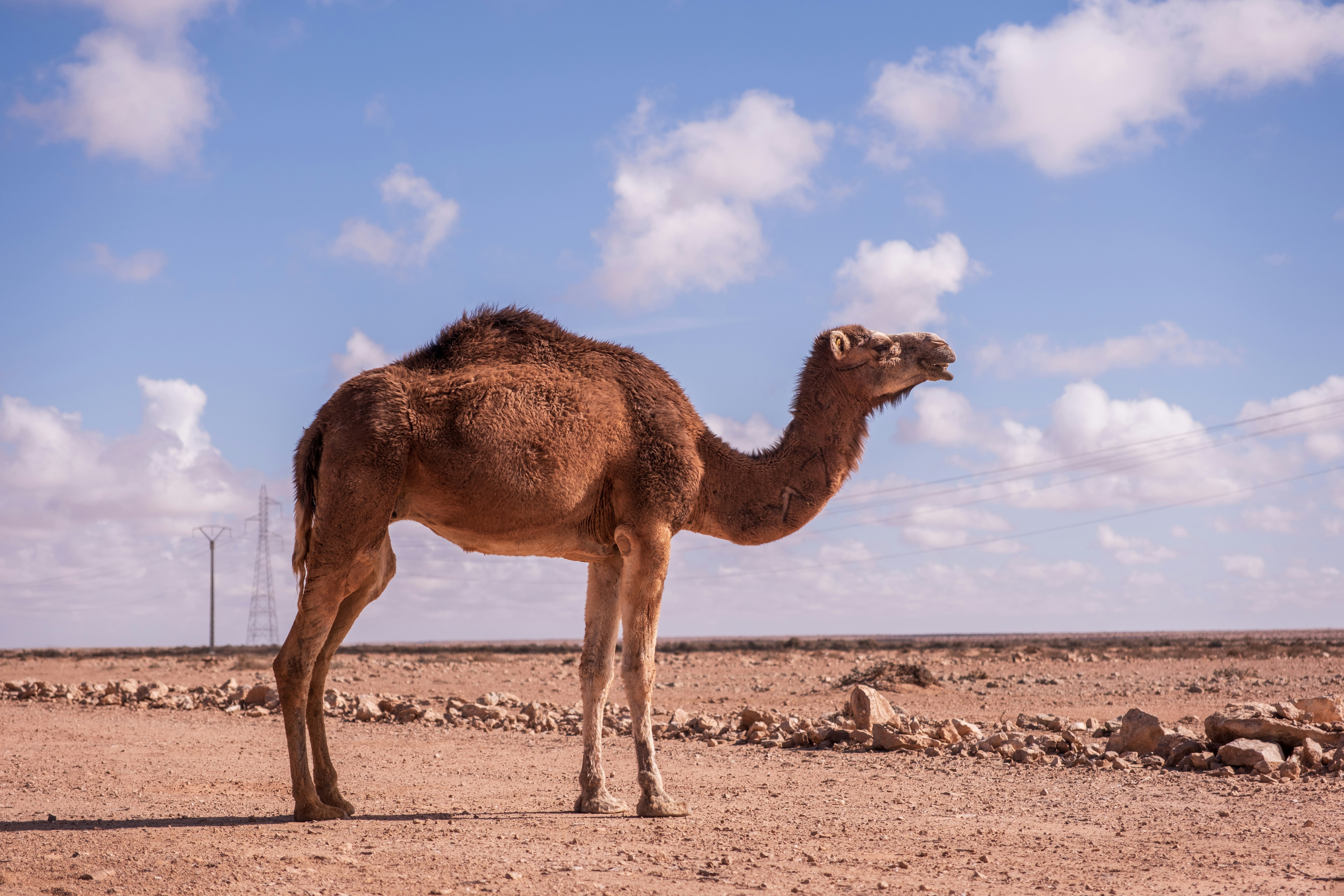Desert Wanderer: A lone camel under a vast sky