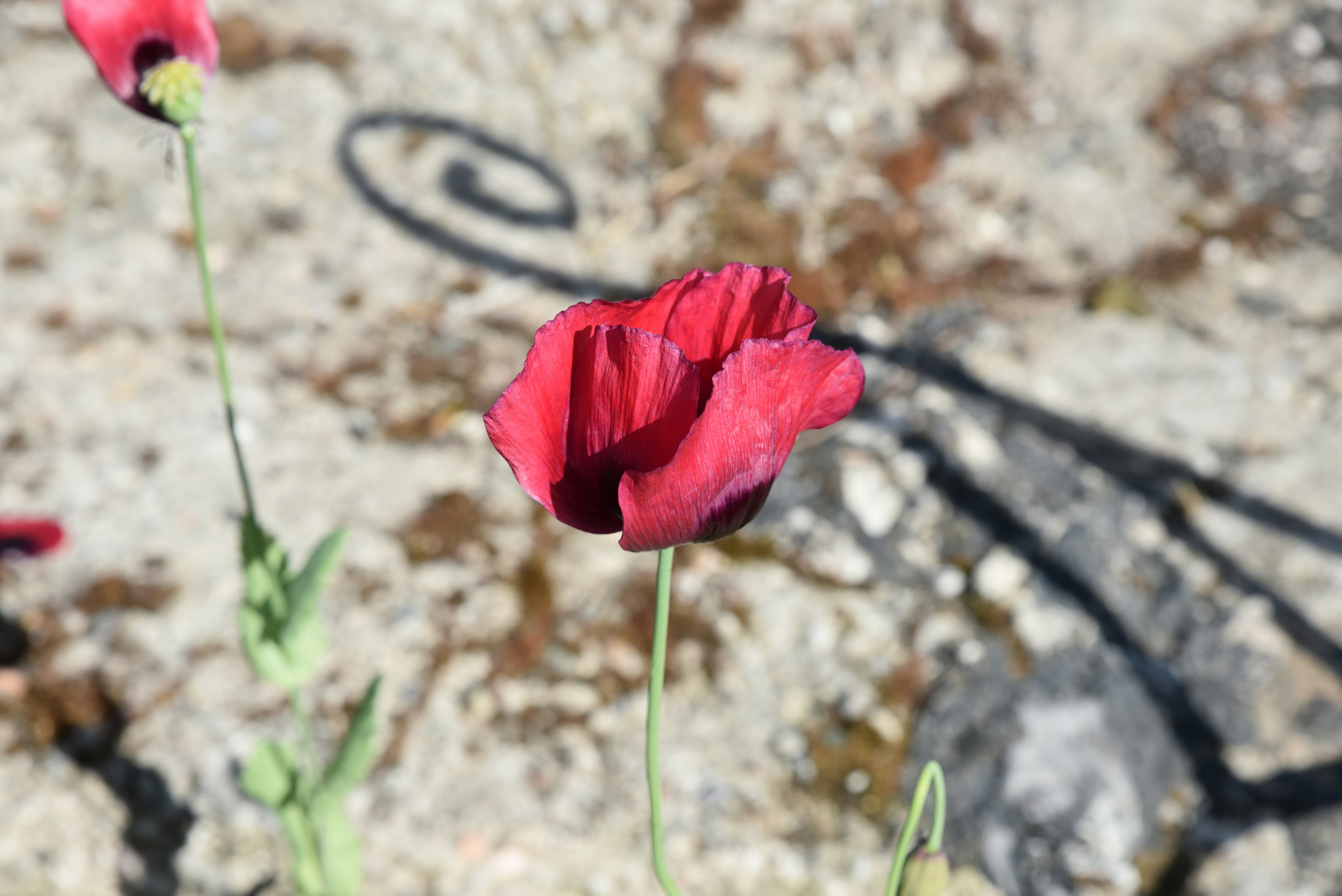 Crimson Bloom Amid Granite Echoes