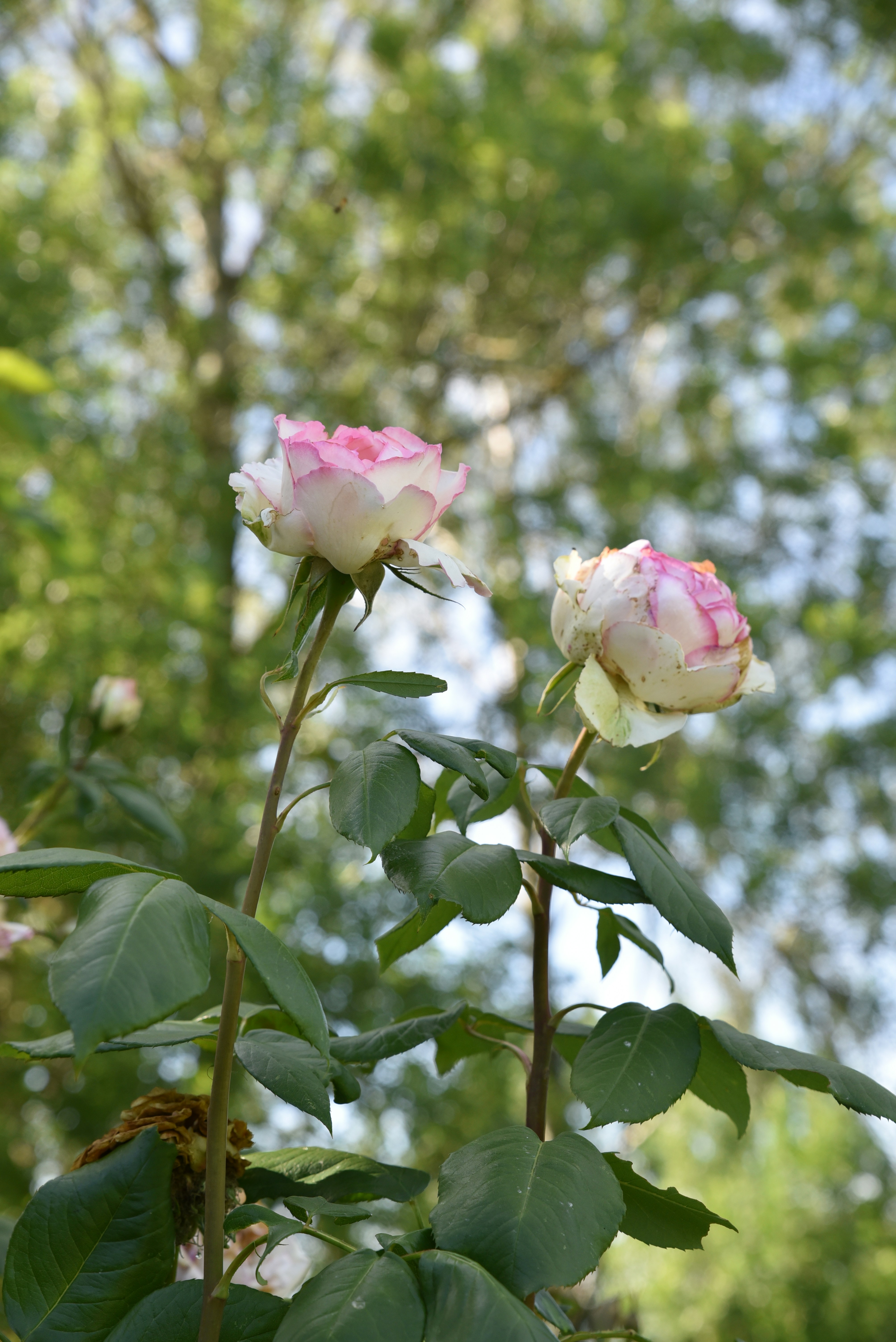 Pink-edged rosebud duo reaching toward the light