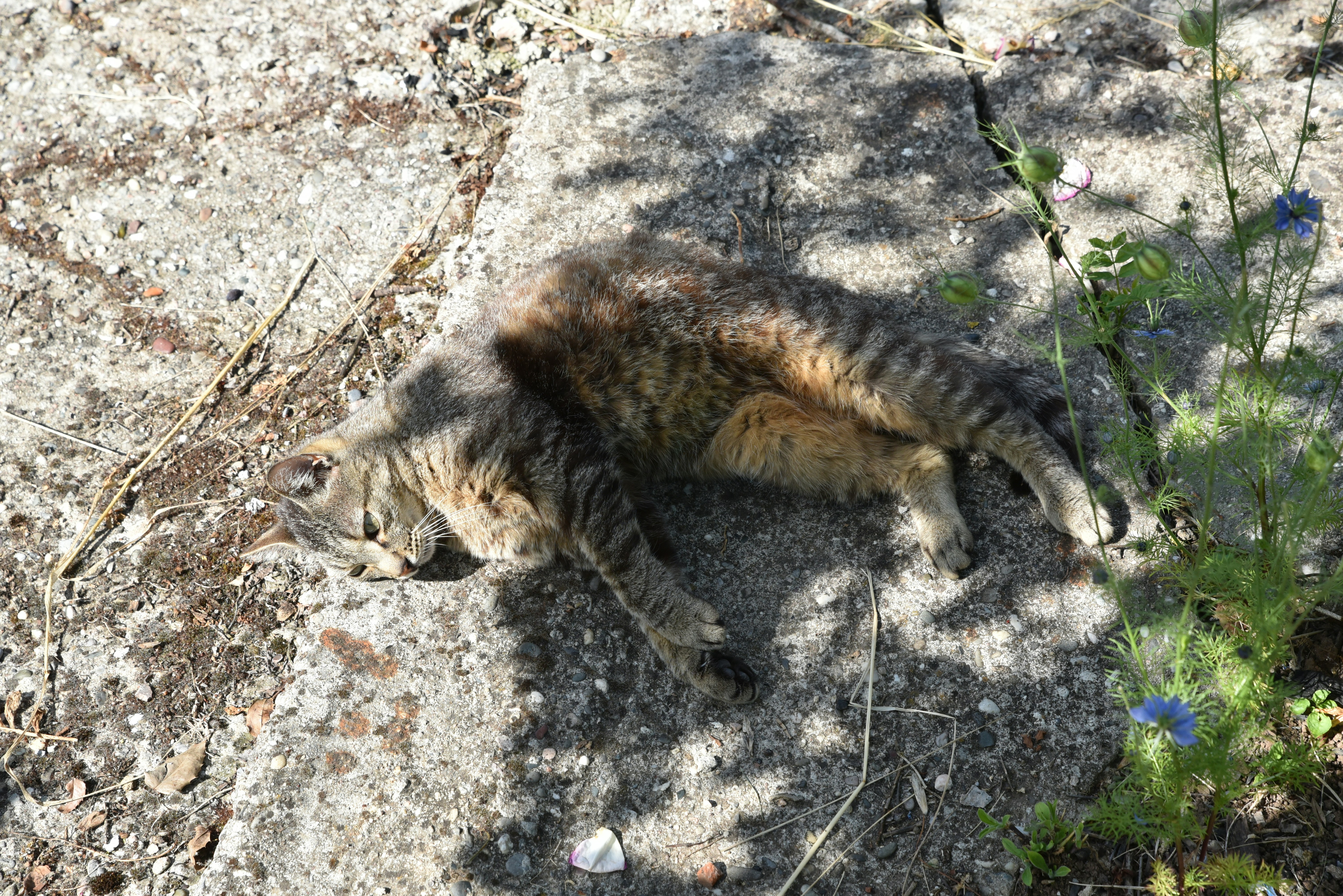 Sunlit Shelter: a tabby cat resting on a sun-warmed rock