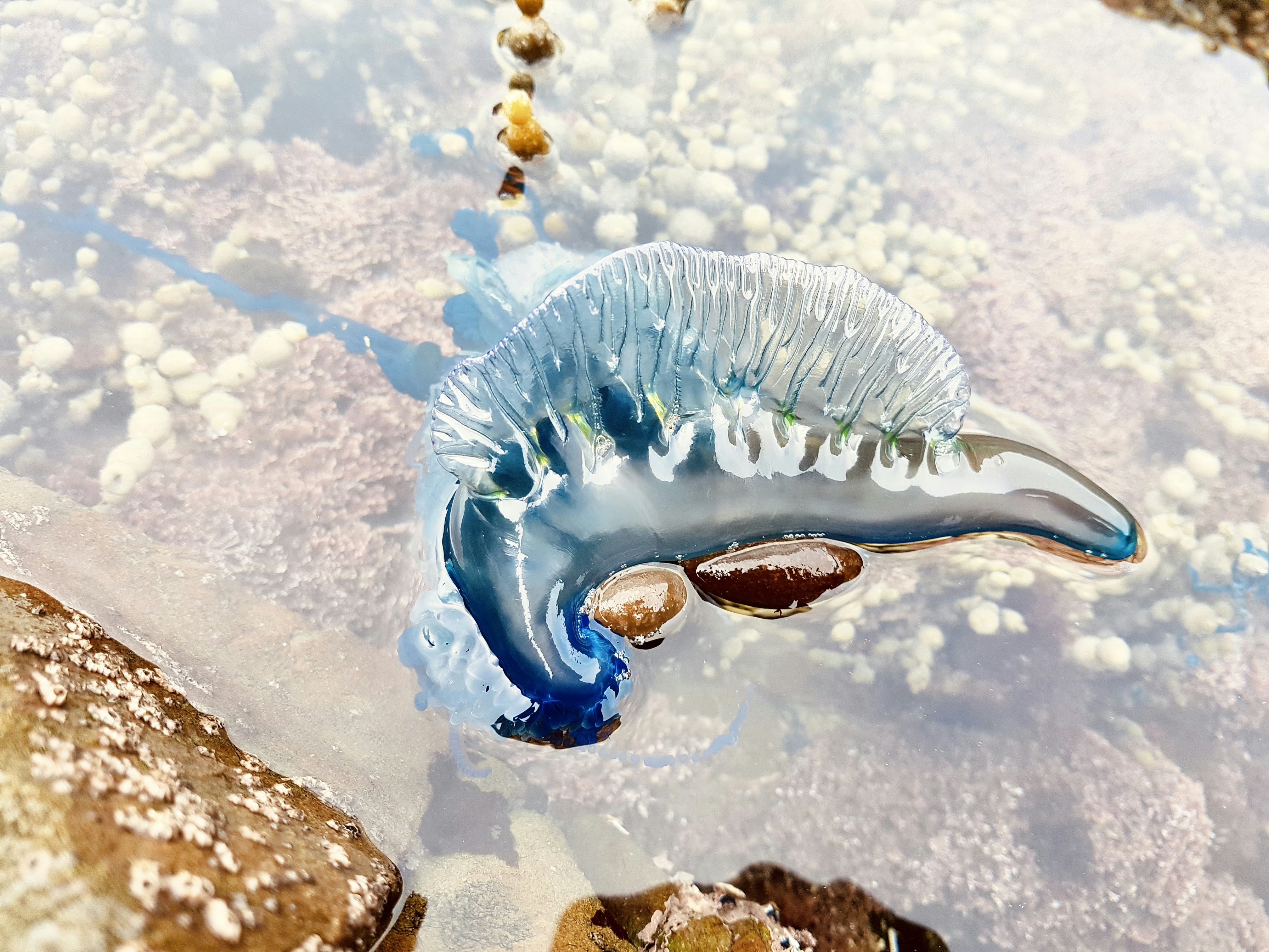 Ghostly Sea Slug Drift in Polluted Tide Pool