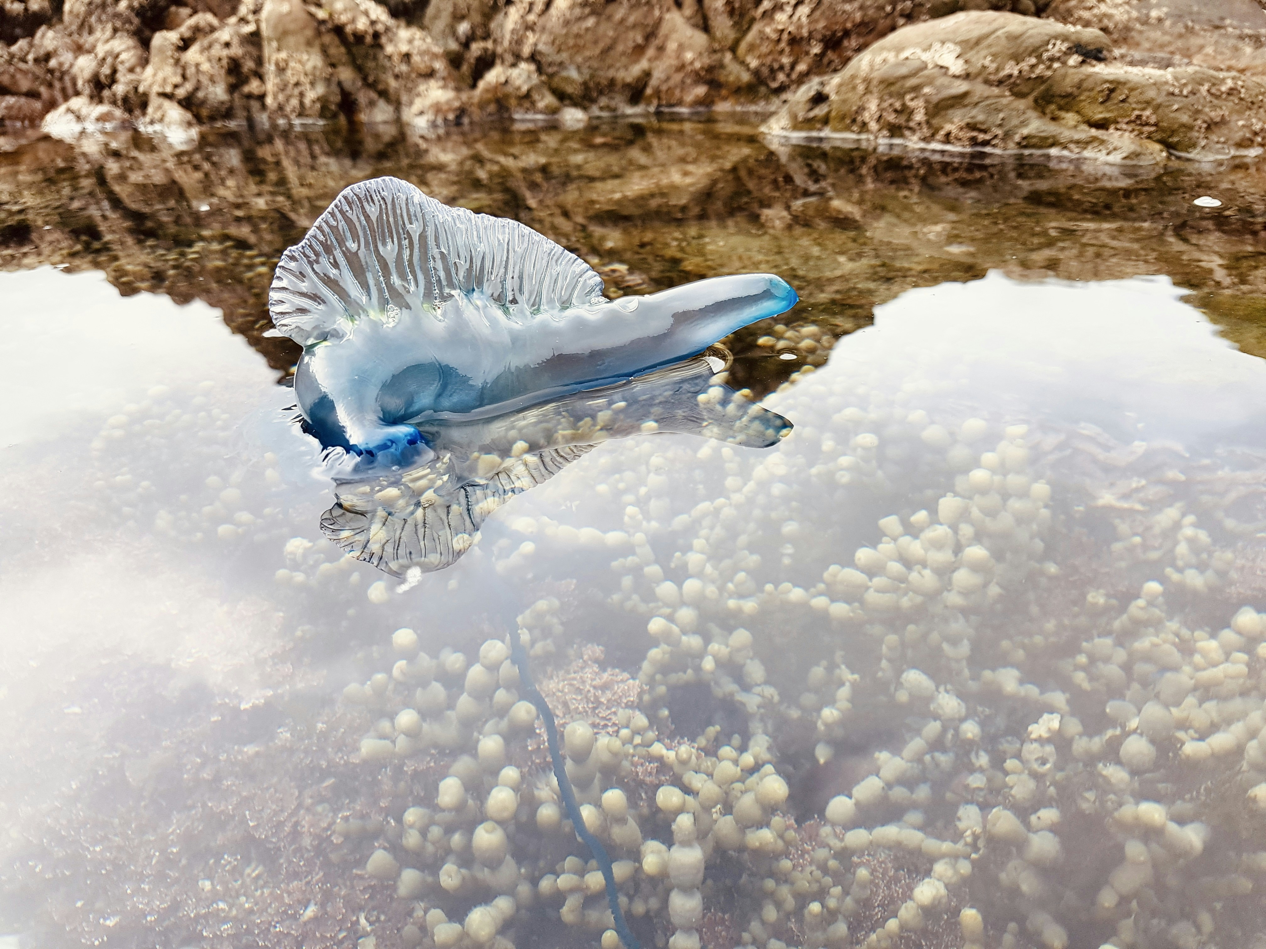 Blue Sea Nettle Drifting Above a Glassy Tidepool
