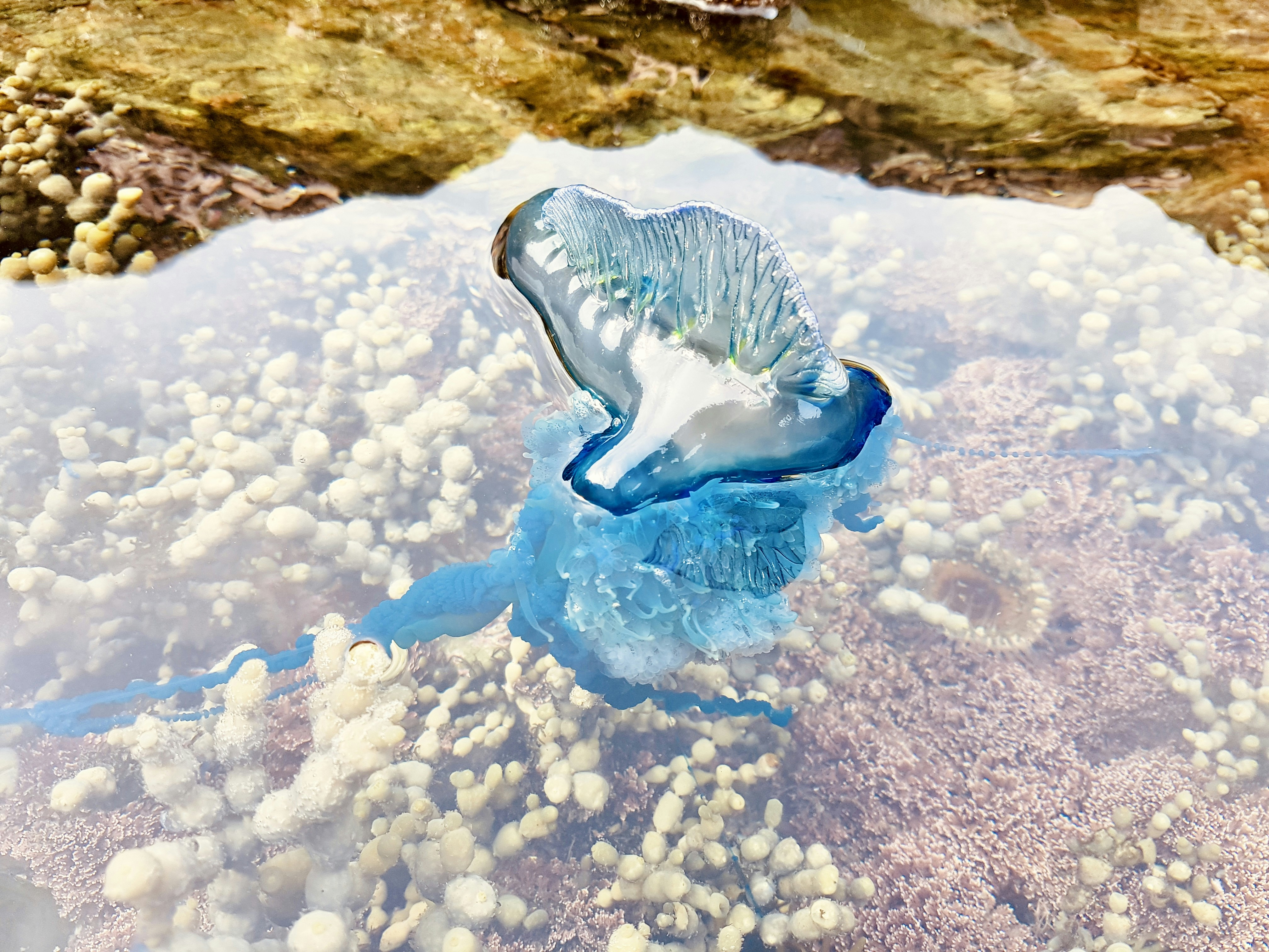 Blue Jelly in Tidal Blue Glass