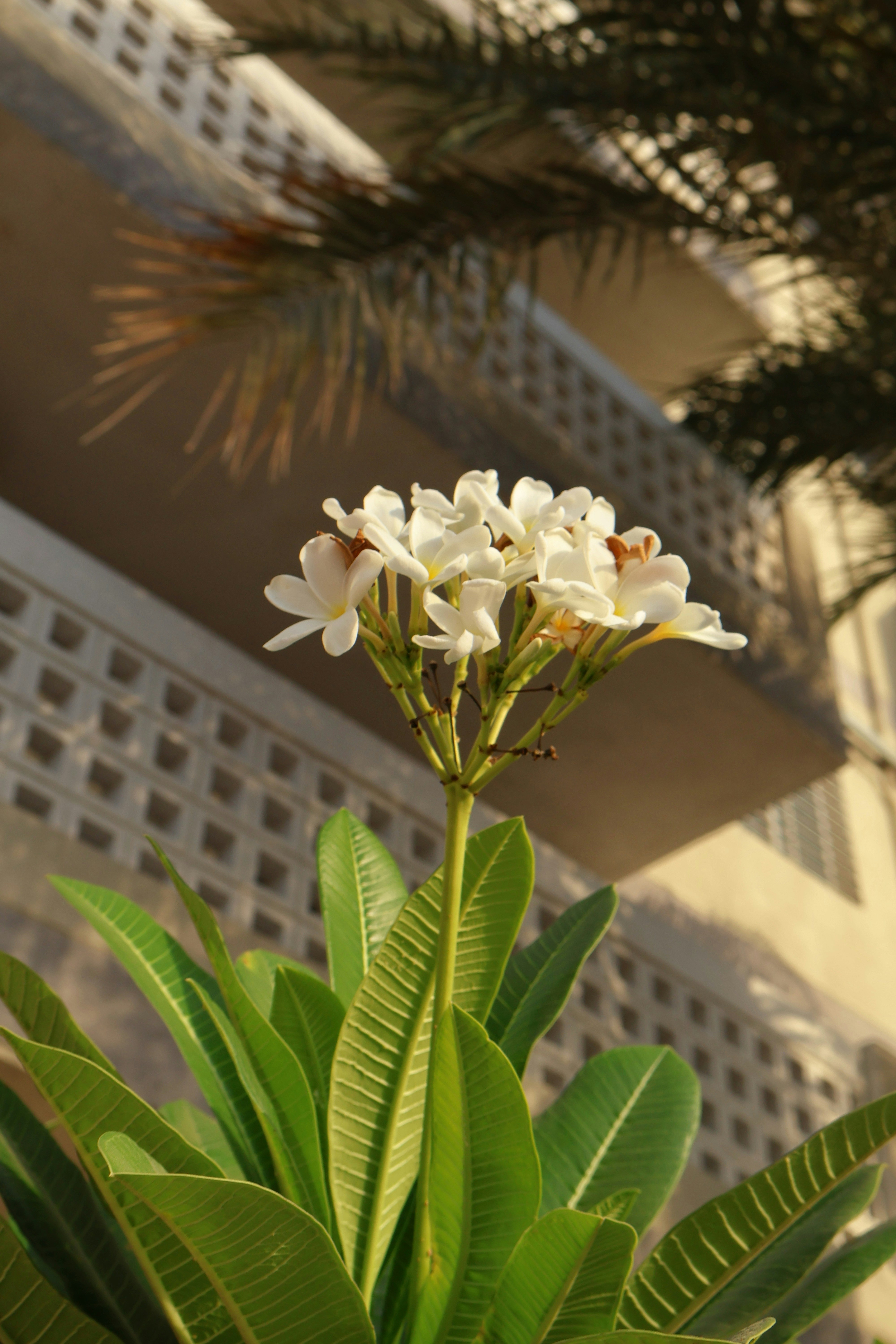 White Plumeria Bloom Against Sunlit Terrace
