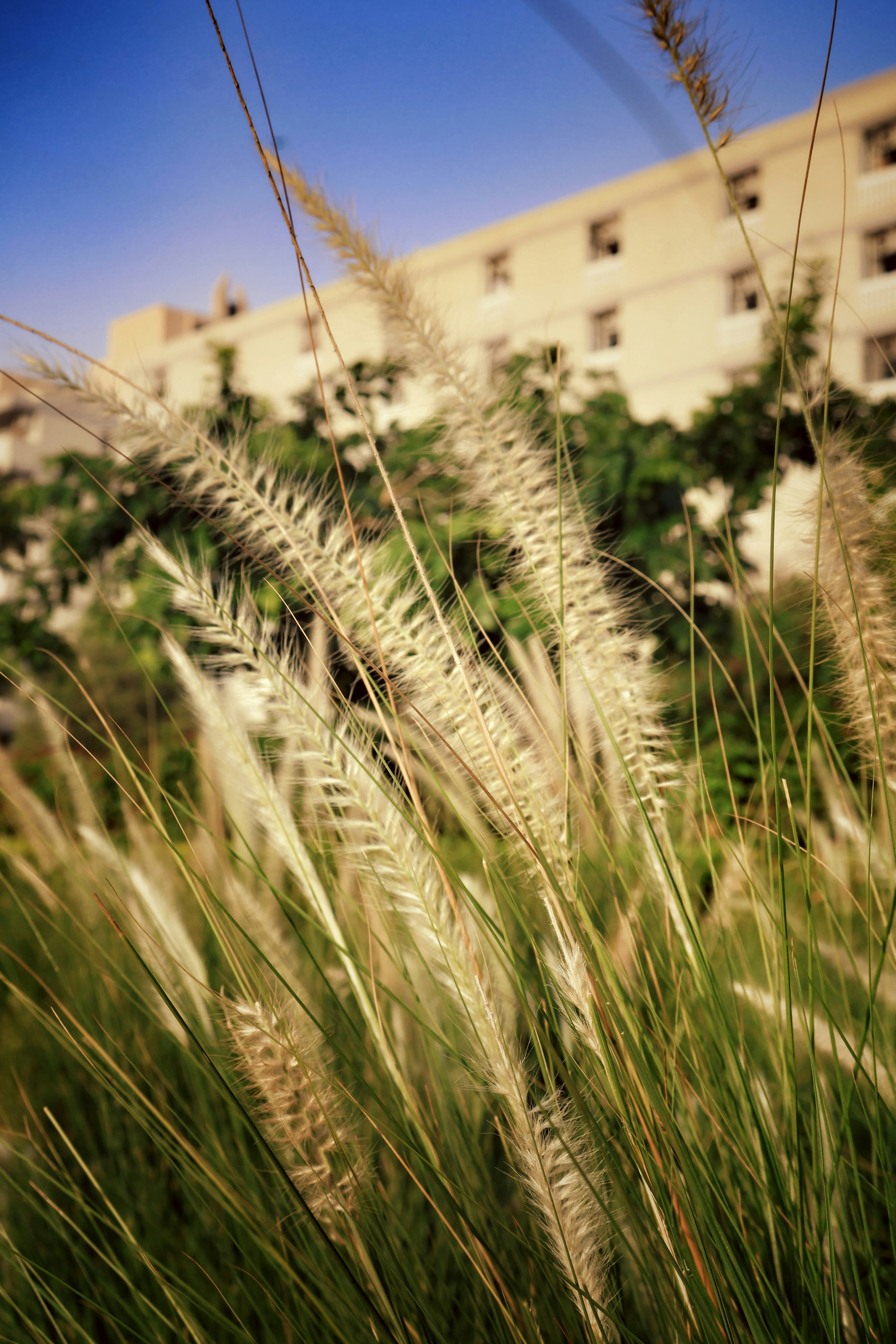 Field of wispy grasses with a distant building