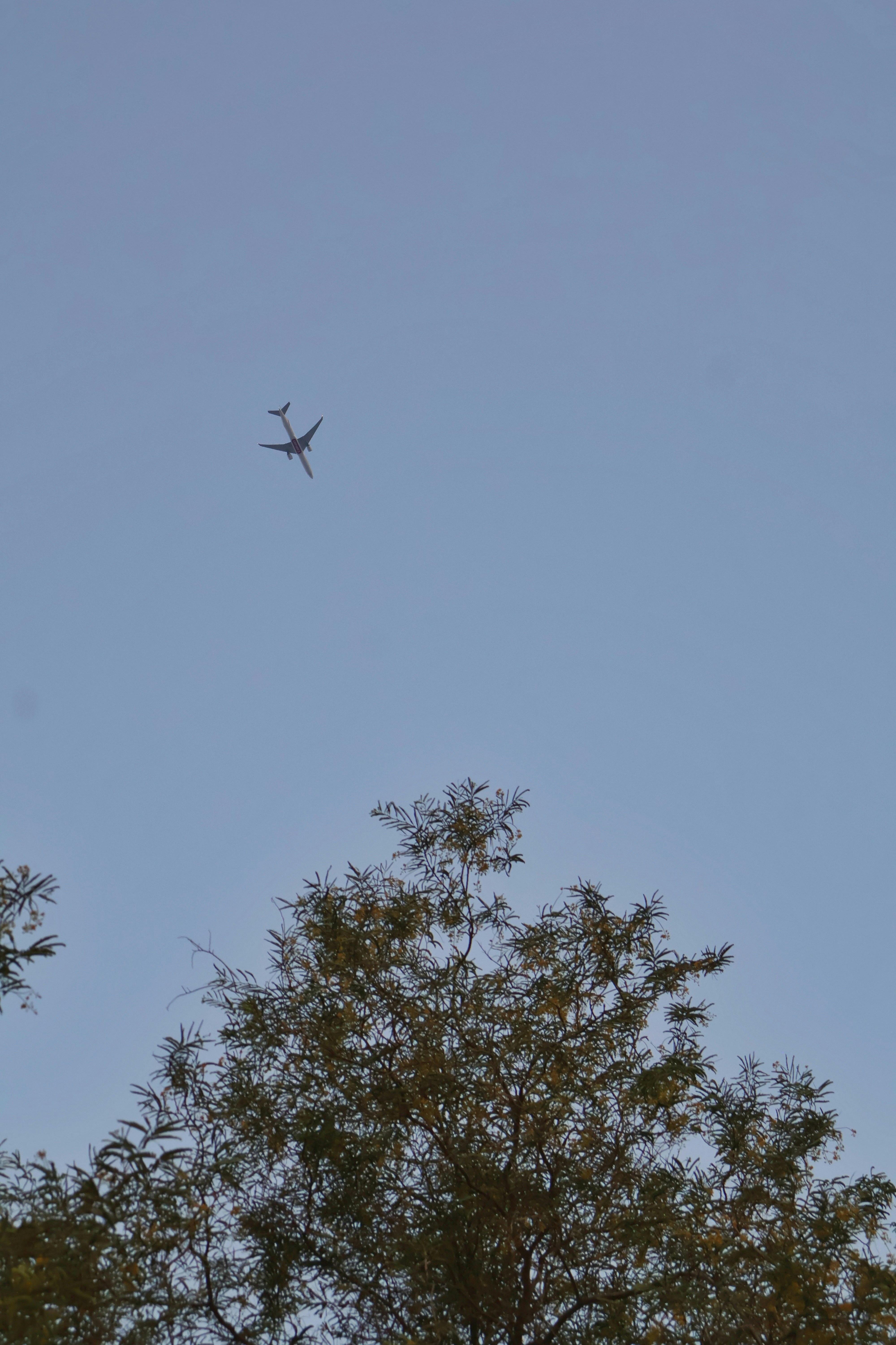 Jet over treetops: a solitary aircraft carving the blue dome