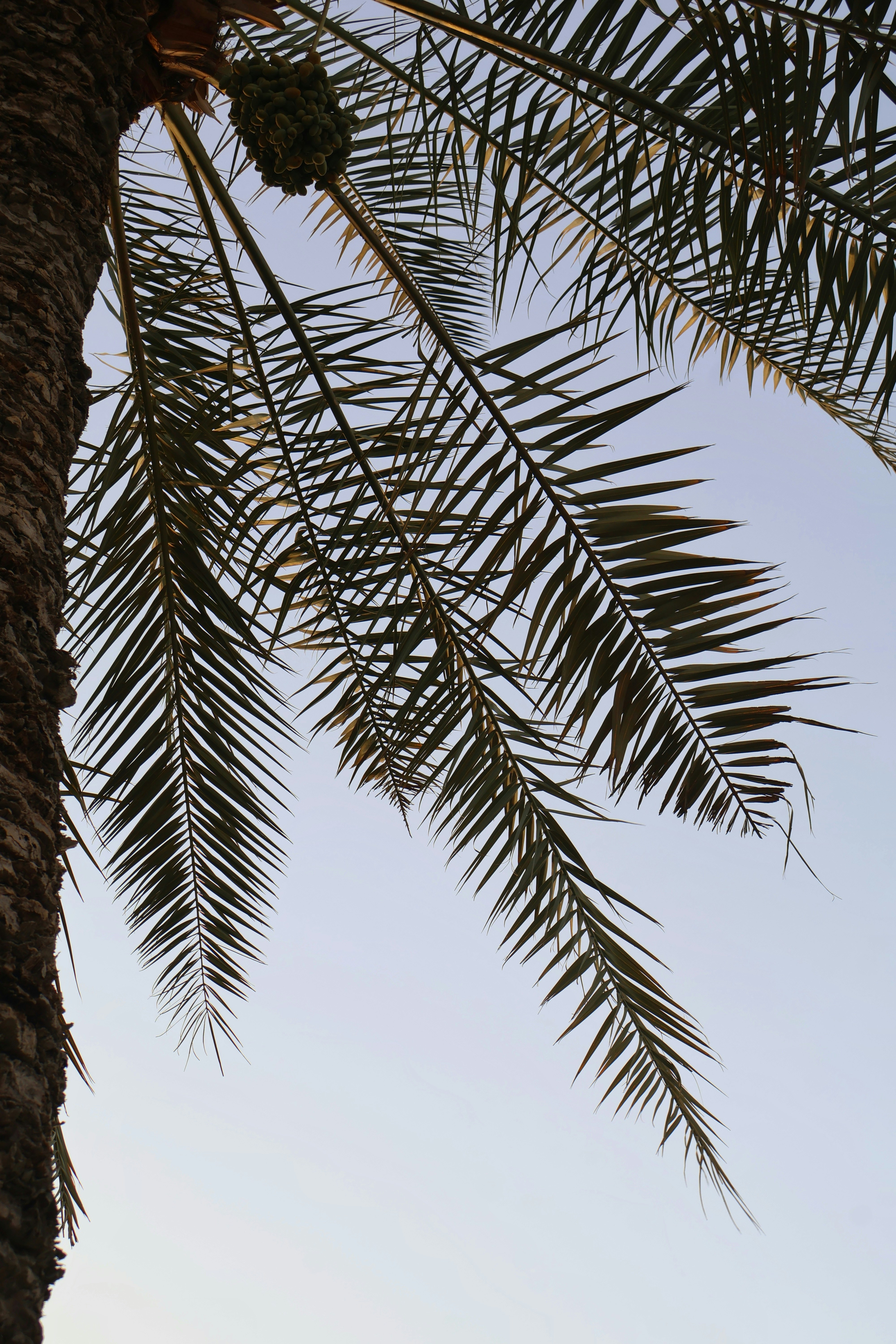 Crowning Fronds Against a Pale Sky