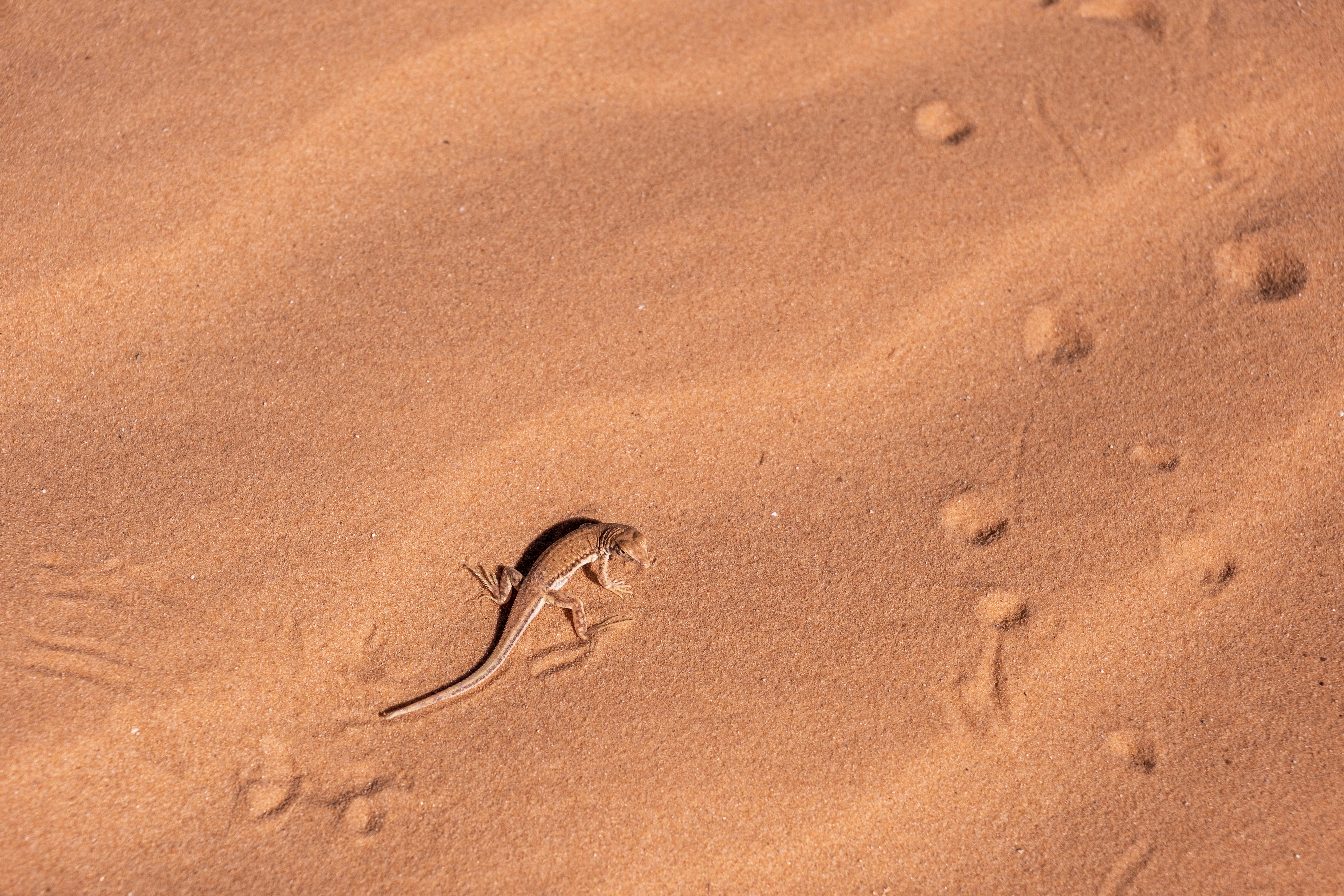 Desert Lizard Trace: A Tiny Survivor on Expansive Sands