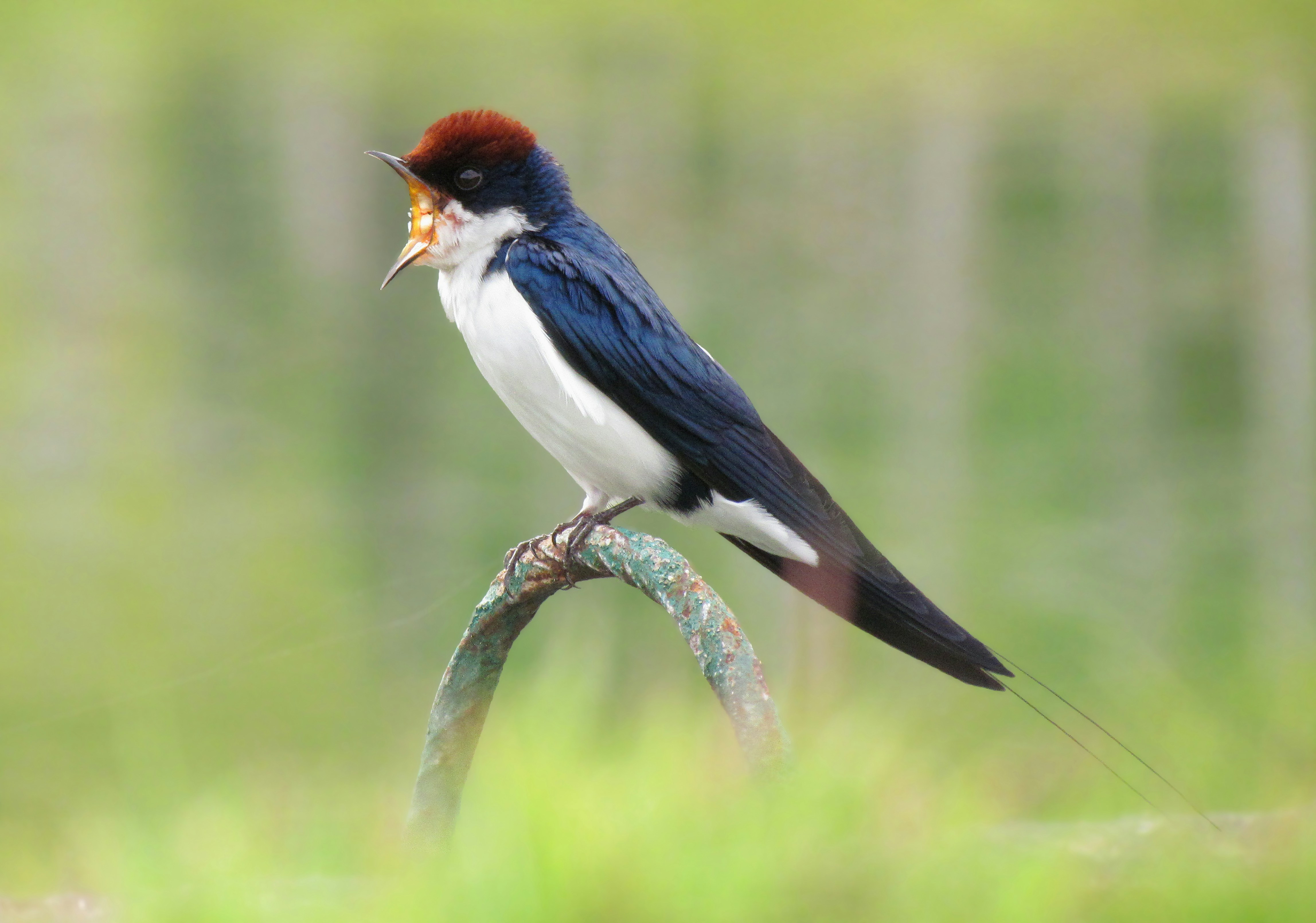 Red-capped Kingfisher on a Curved Post Crowned by Morning Light