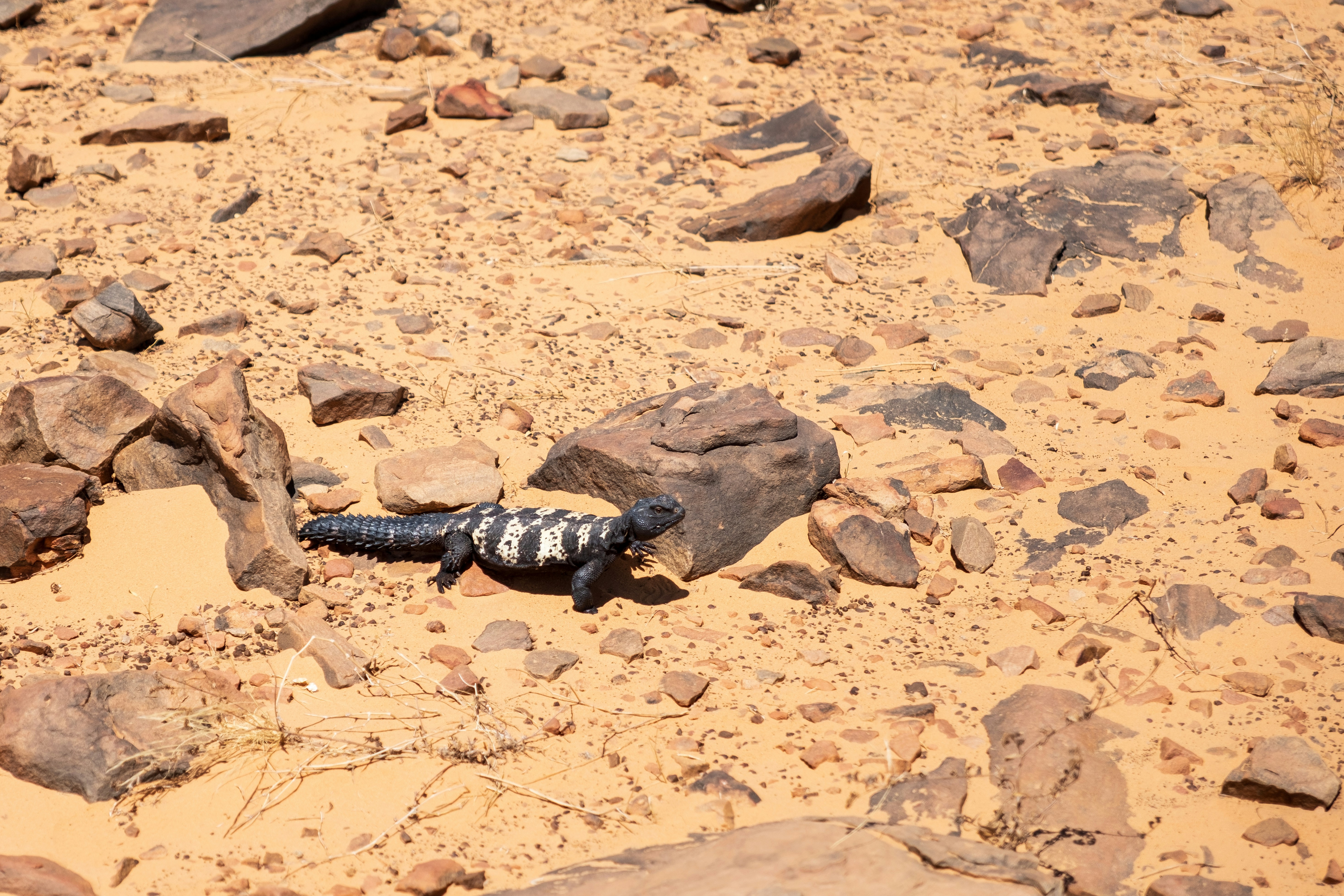 Desert Spotlight: Black-and-White Stripe on Parched Terrain