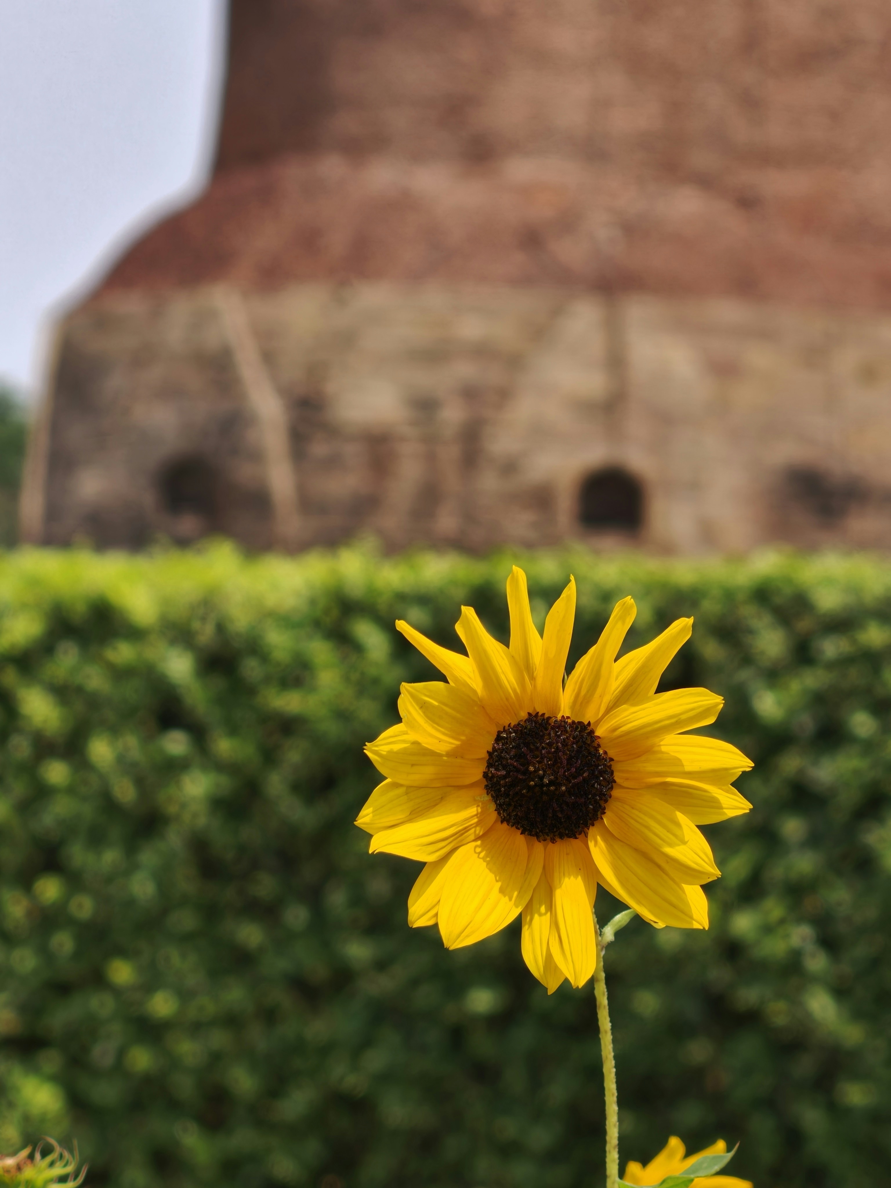 Bright sunflower stands out against a blurred heritage wall and hedge, foregrounding the bloom as the scene’s focal point. Logo/branding not present; a natural still-life with architectural backdrop.