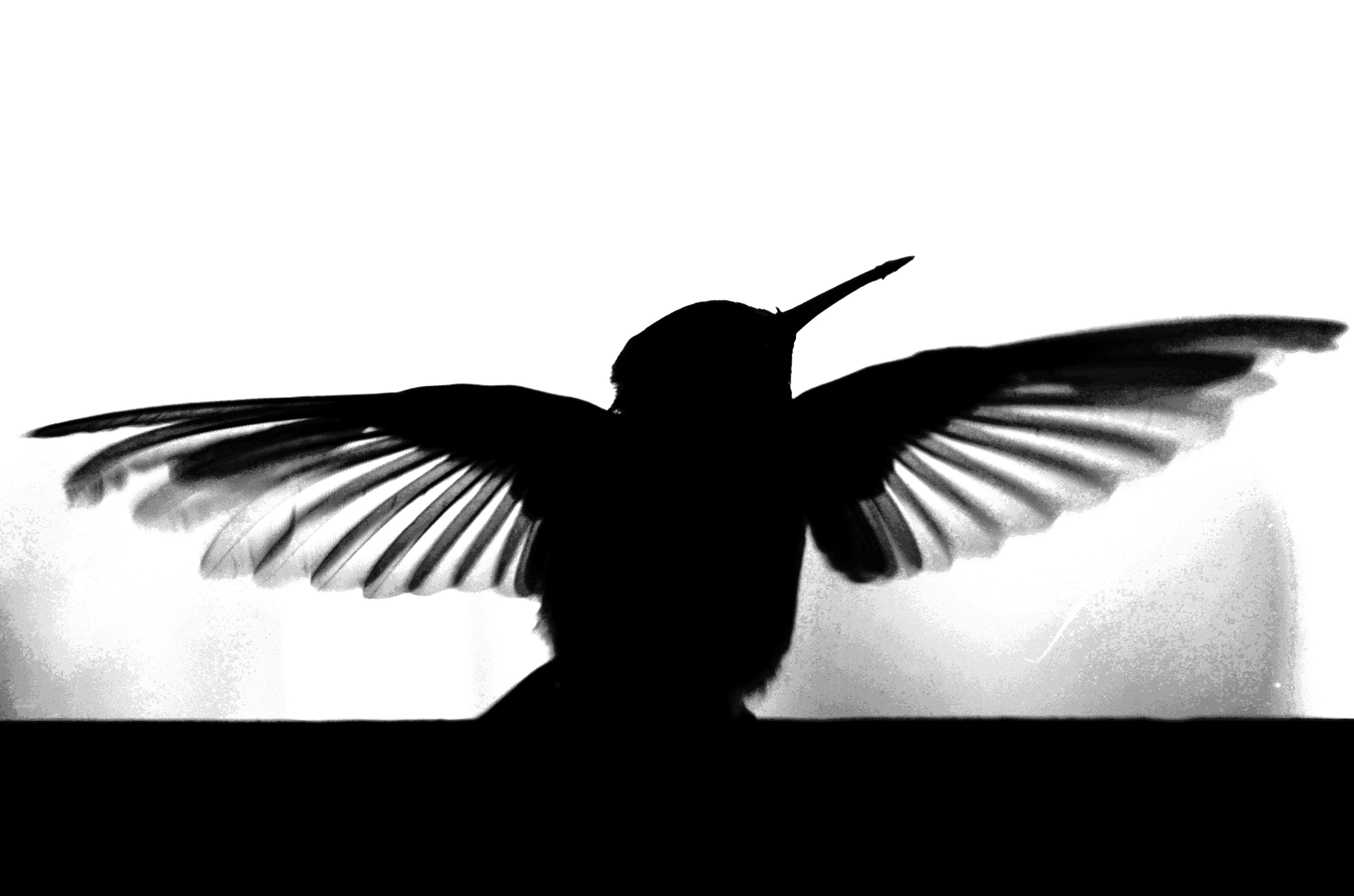 Midair Silhouette: A Humming Bird in Full Wing Span