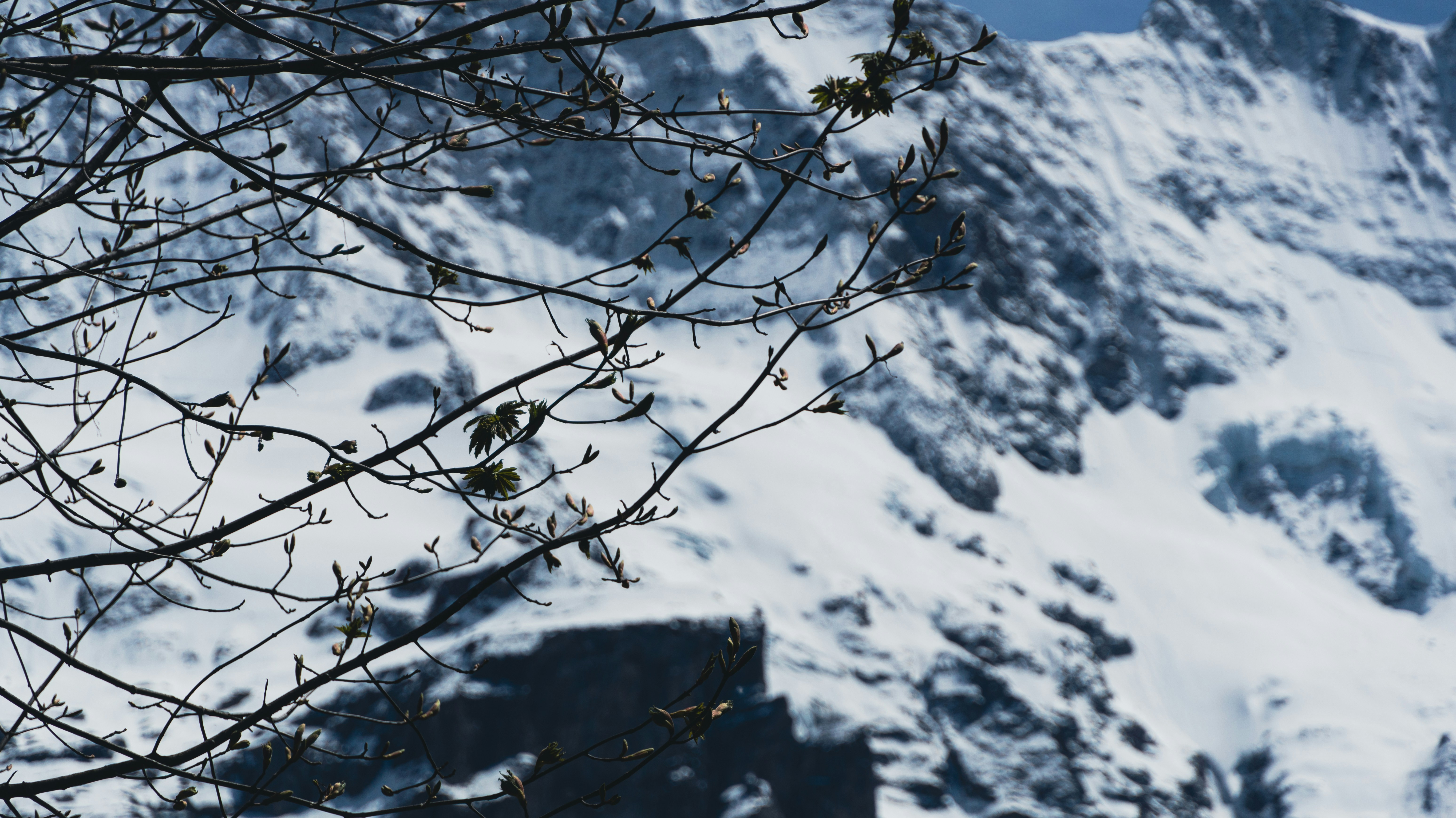 Snow–clad Peak Through Leafy Foreground