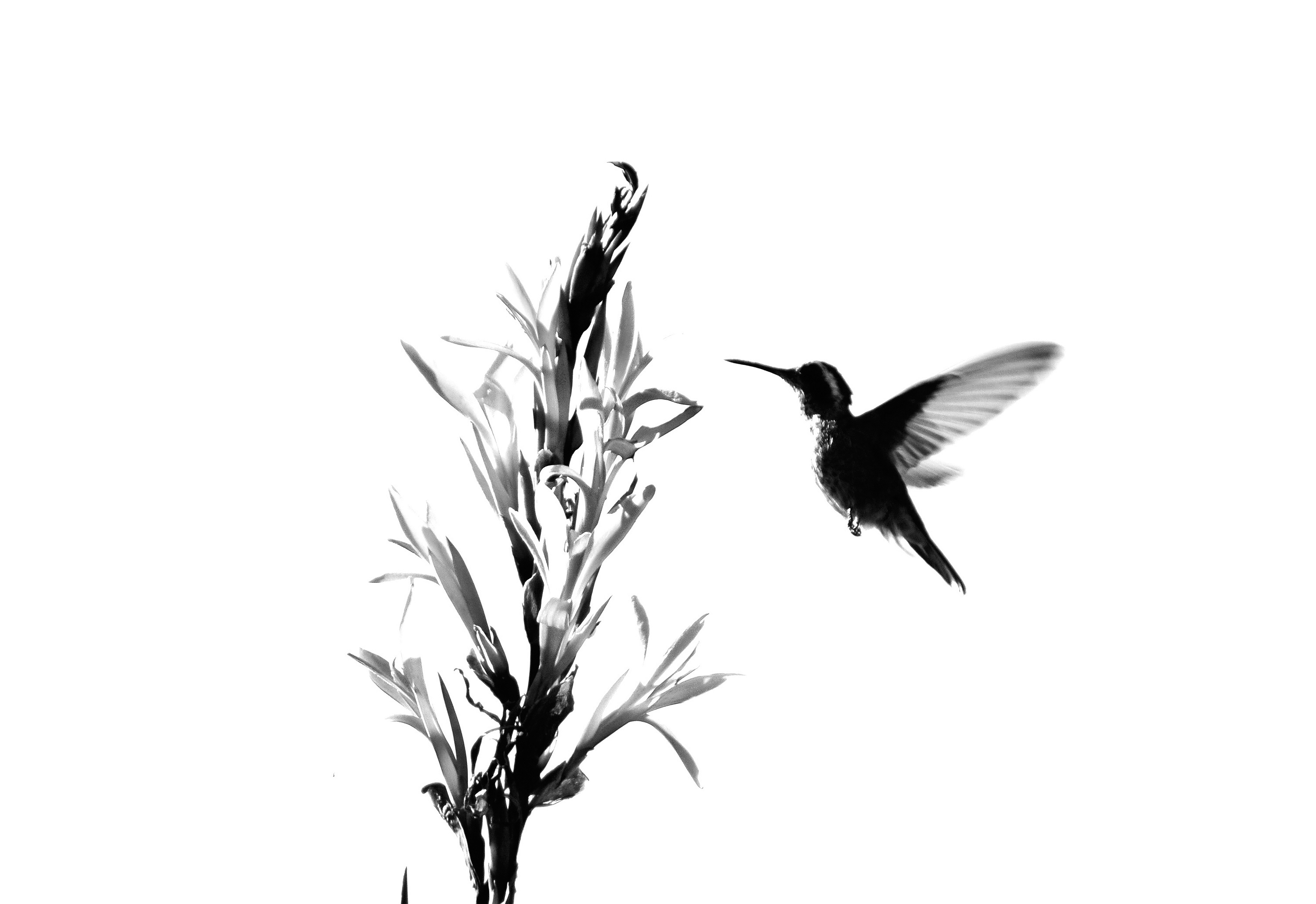 Silhouette of a Hummingbird in Rest Between Branches