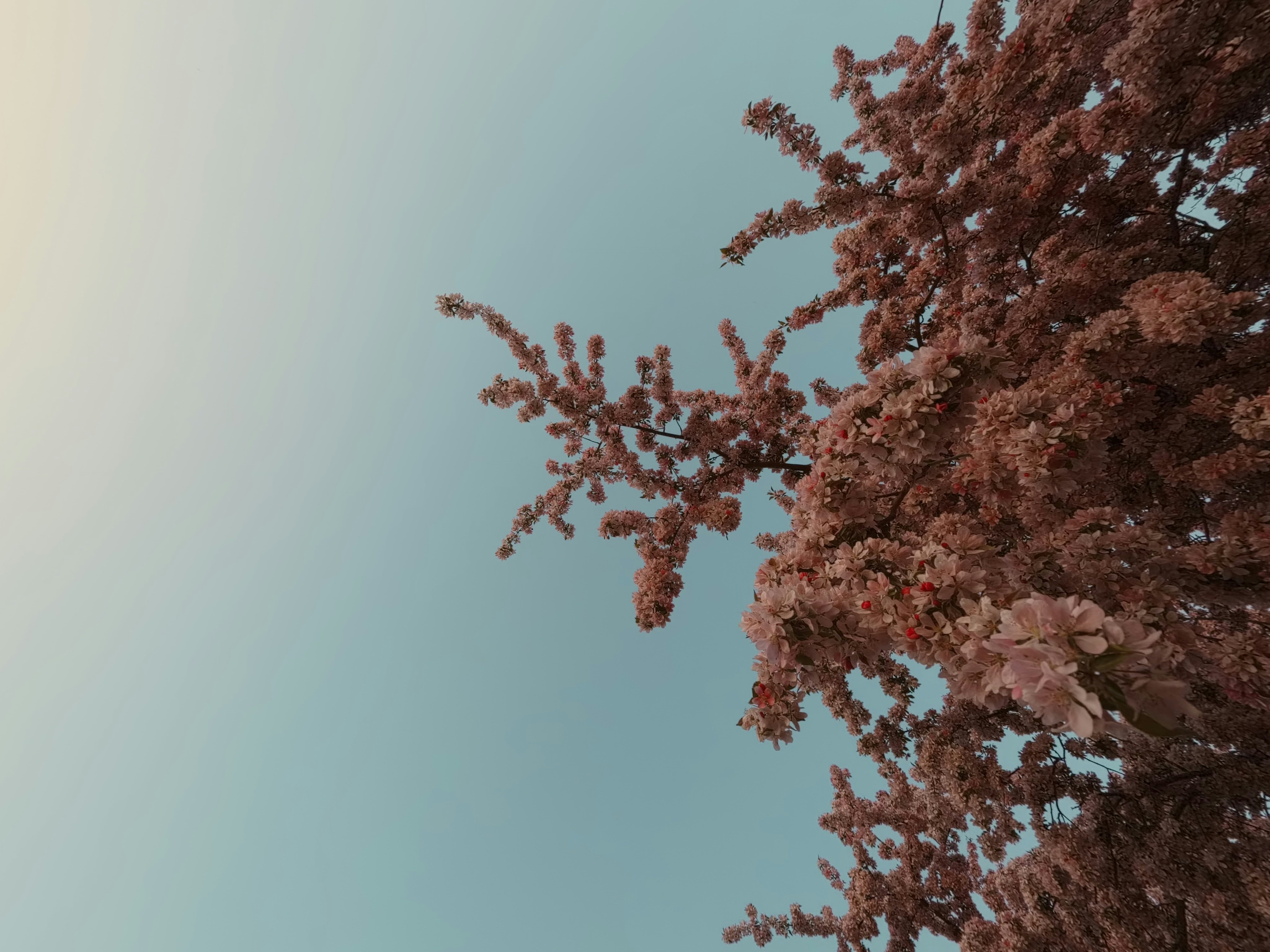 Soft-toned tree blossoms set against a pale blue sky with a subtle gradient; the composition emphasizes the branchy crown spreading across the upper right, suggesting a serene outdoor scene with minimal foreground clutter.
