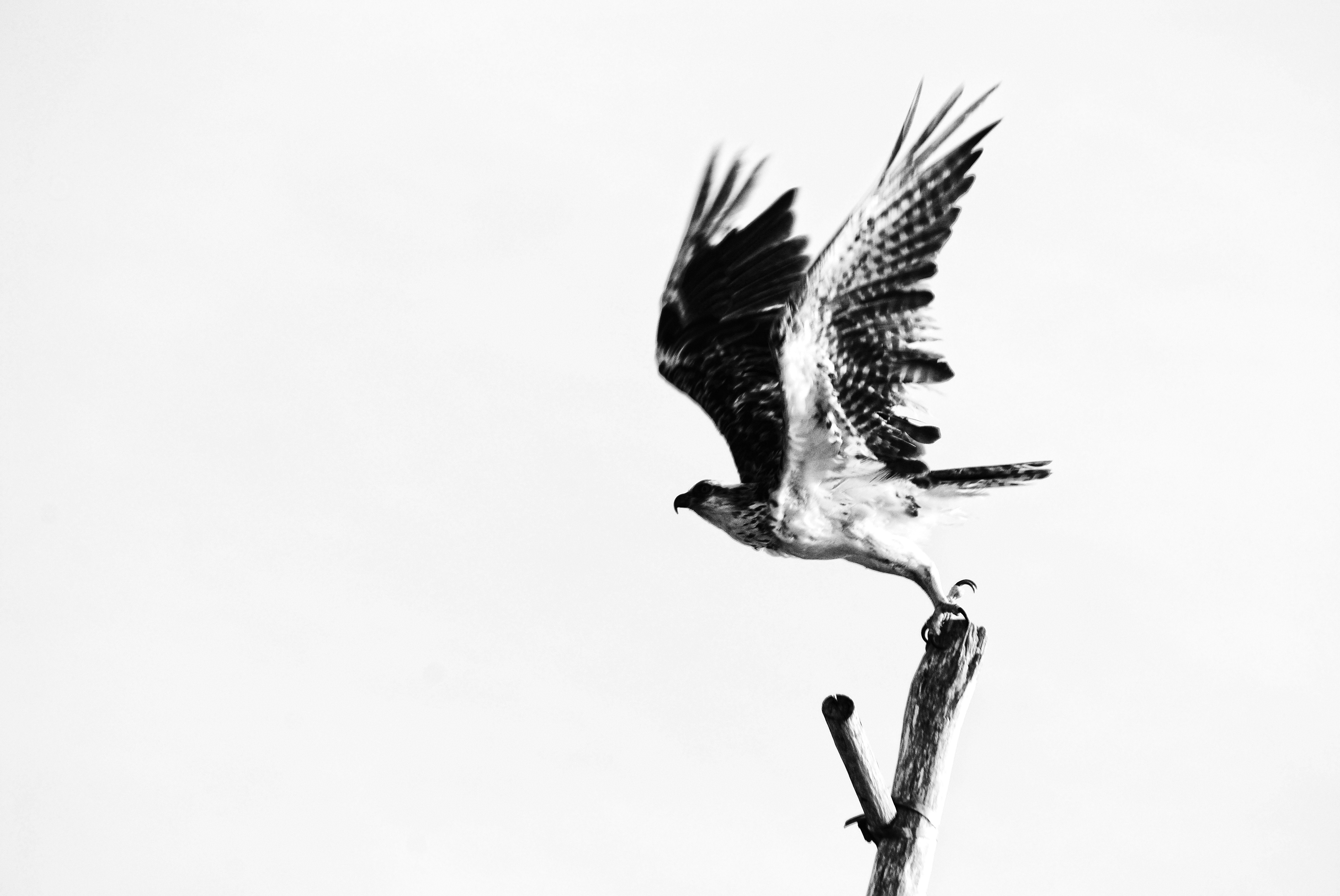 A Sparrow Ascends: Minimalist Flight from a Bare Branch